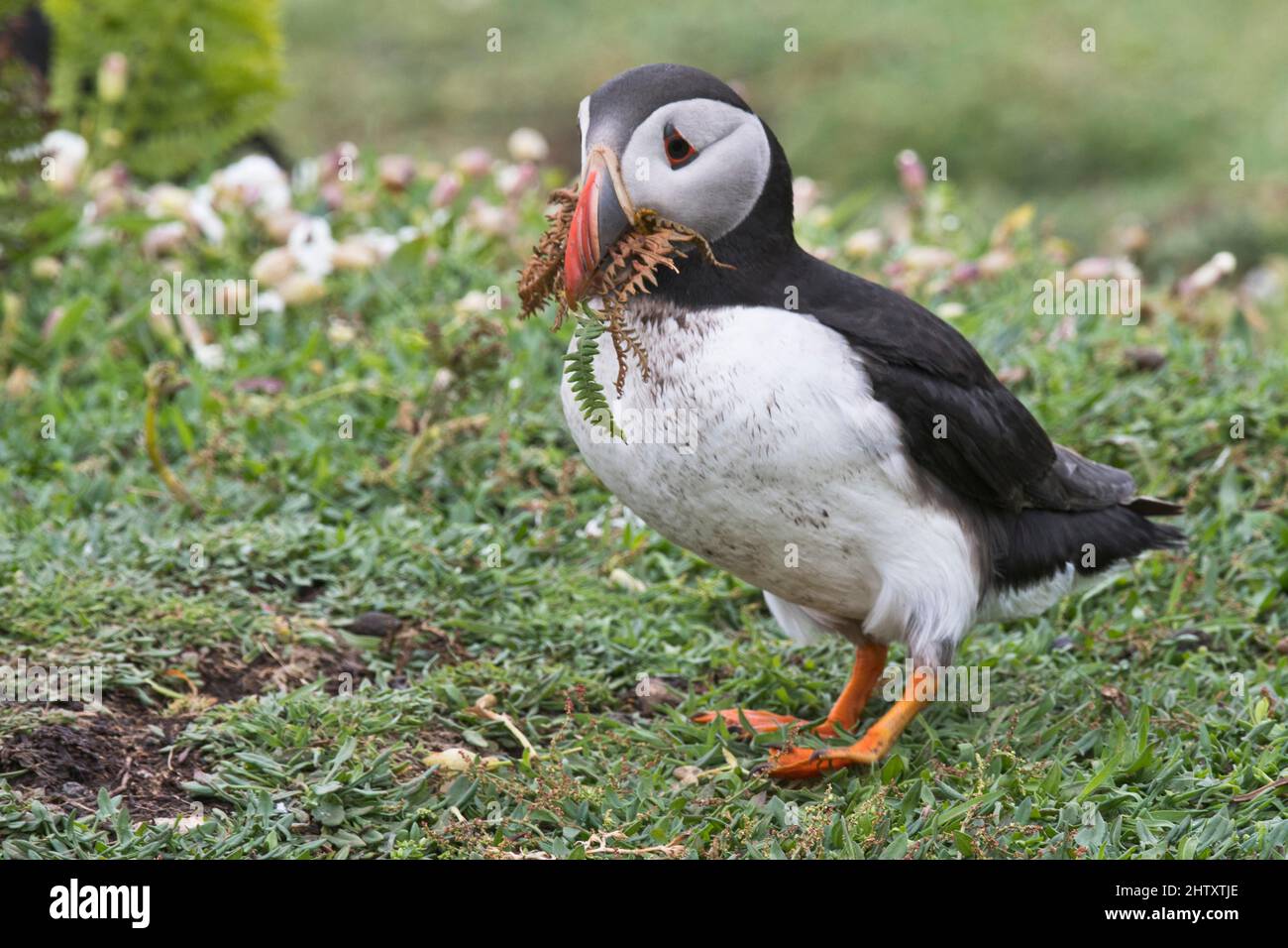 Puffin (Fratercula arctica) with nesting material, Skomer Island, Wales ...