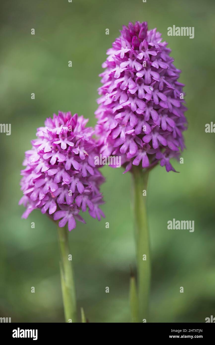 Welsh national flower hi-res stock photography and images - Alamy