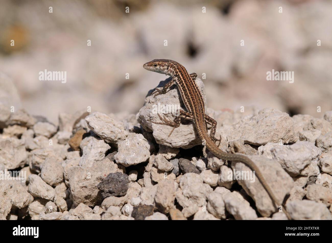 Santorini lizard hi-res stock photography and images - Alamy
