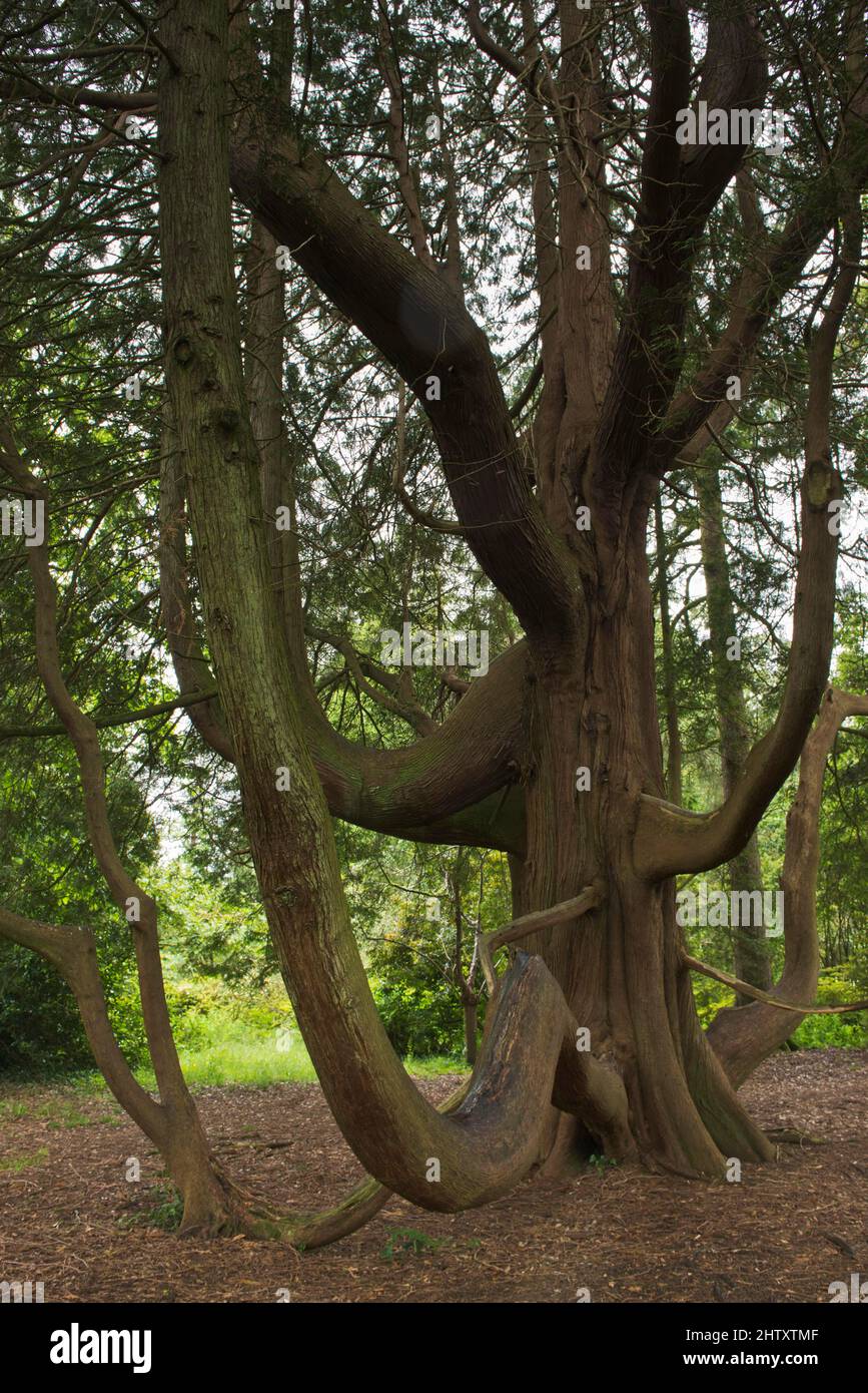 British yew tree hi-res stock photography and images - Alamy