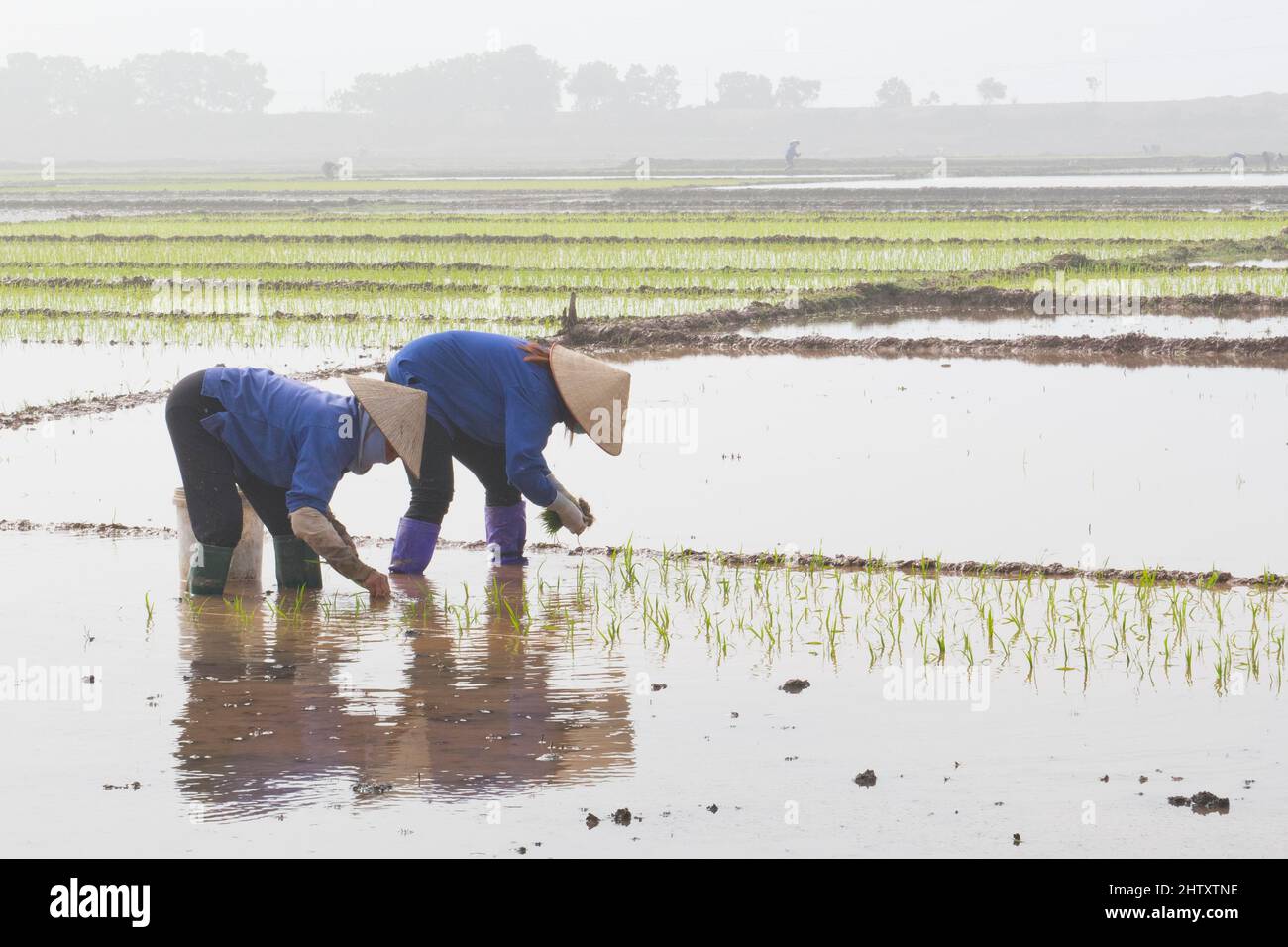 Rice field, woman planting rice, Hanoi district, Vietnam Stock Photo ...