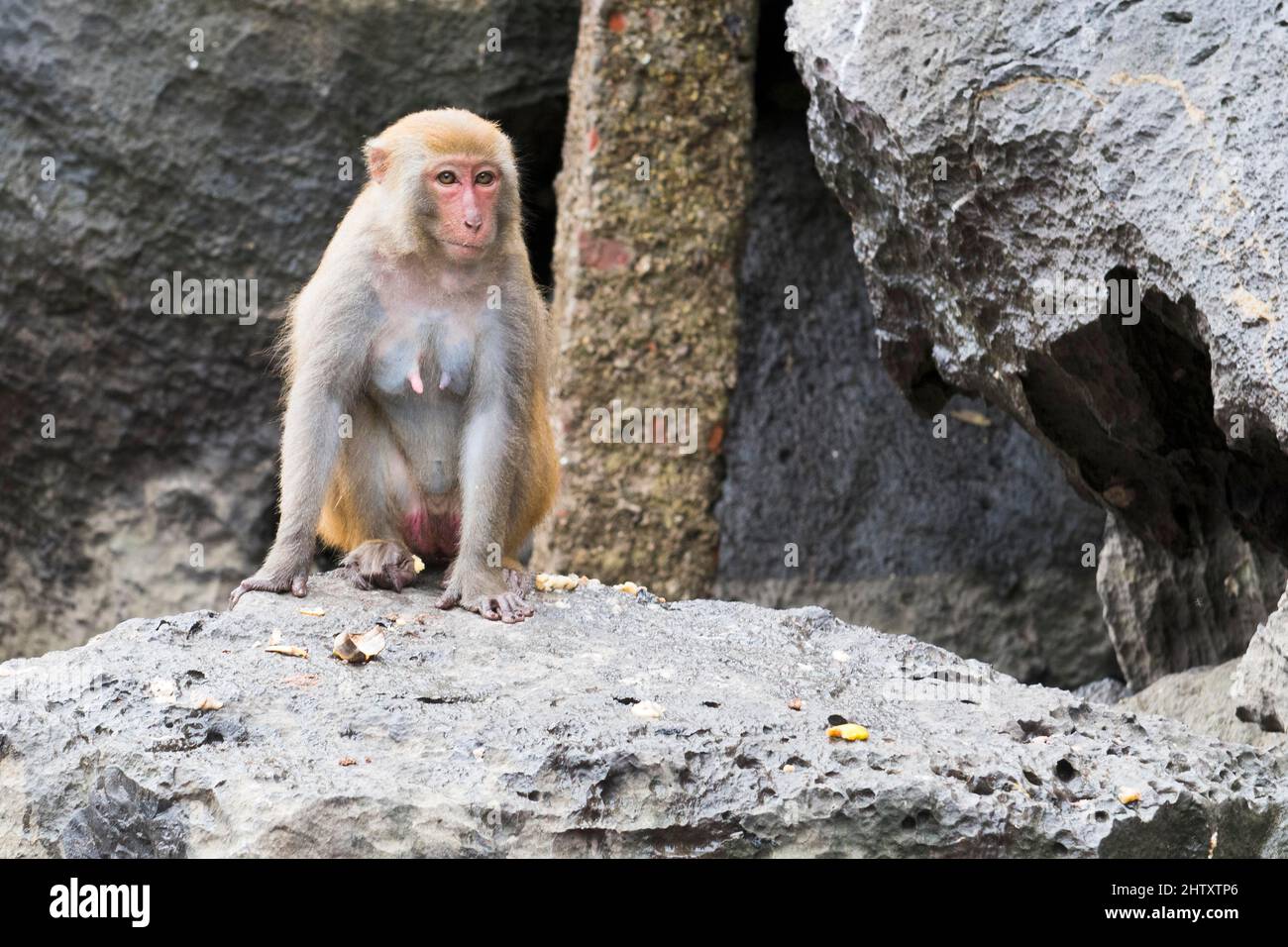 Vietnam macaca hi-res stock photography and images - Alamy