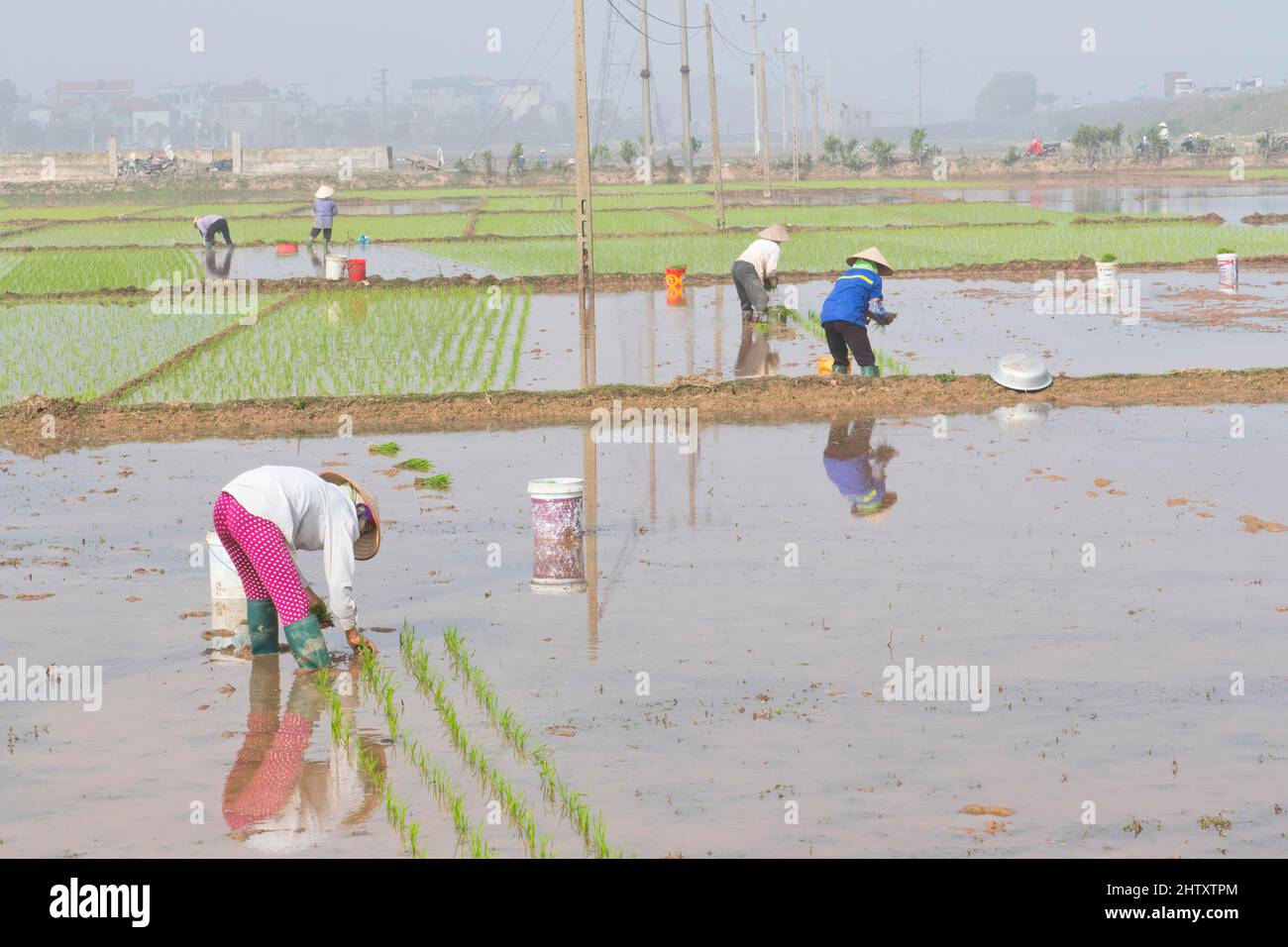 Rice field, woman planting rice, Hanoi district, Vietnam Stock Photo ...