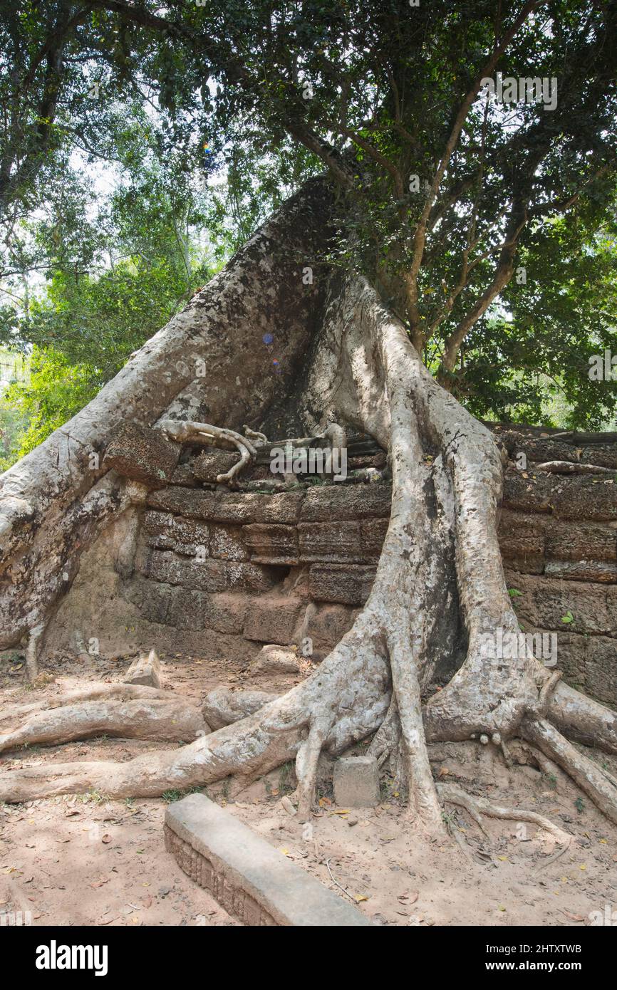 Ancient ruins overgrown by trees, Angkor Thom, Siem Reap, Cambodia ...
