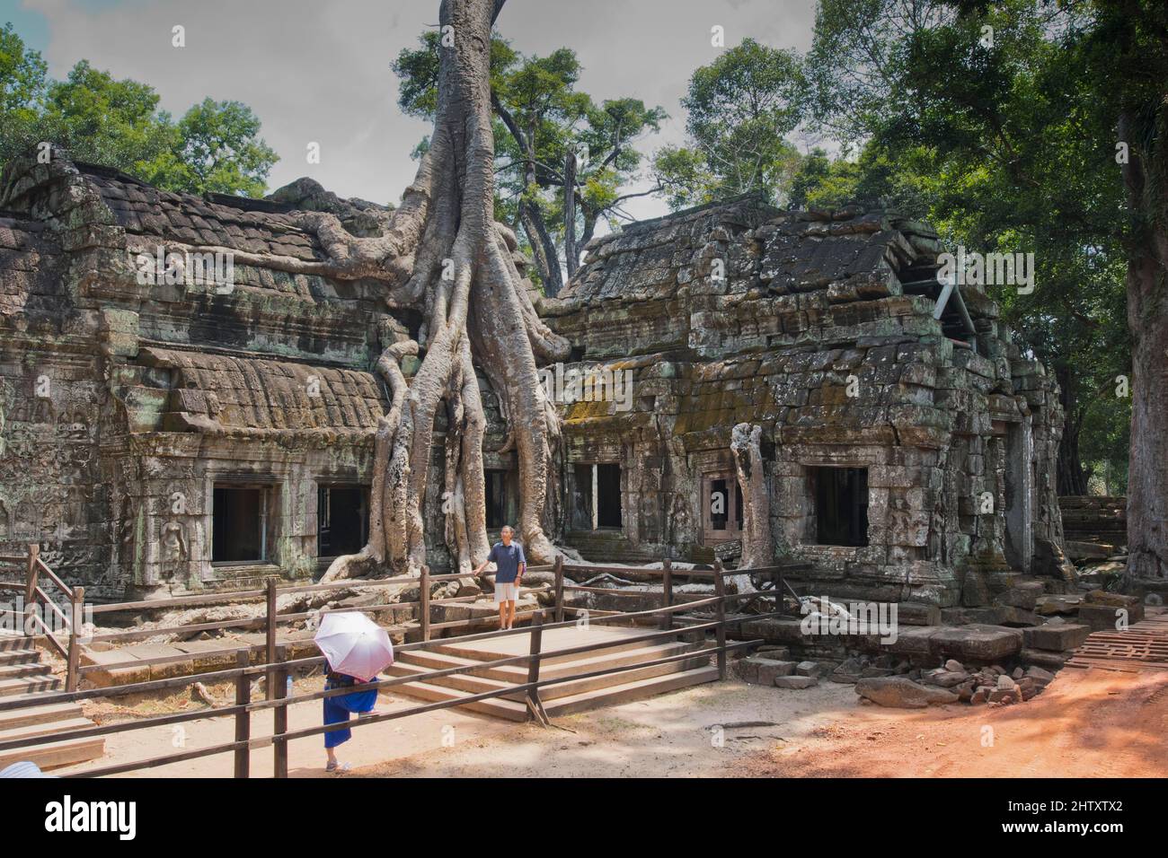 Ancient ruins overgrown by trees, Angkor Thom, Siam Reap, Cambodia ...