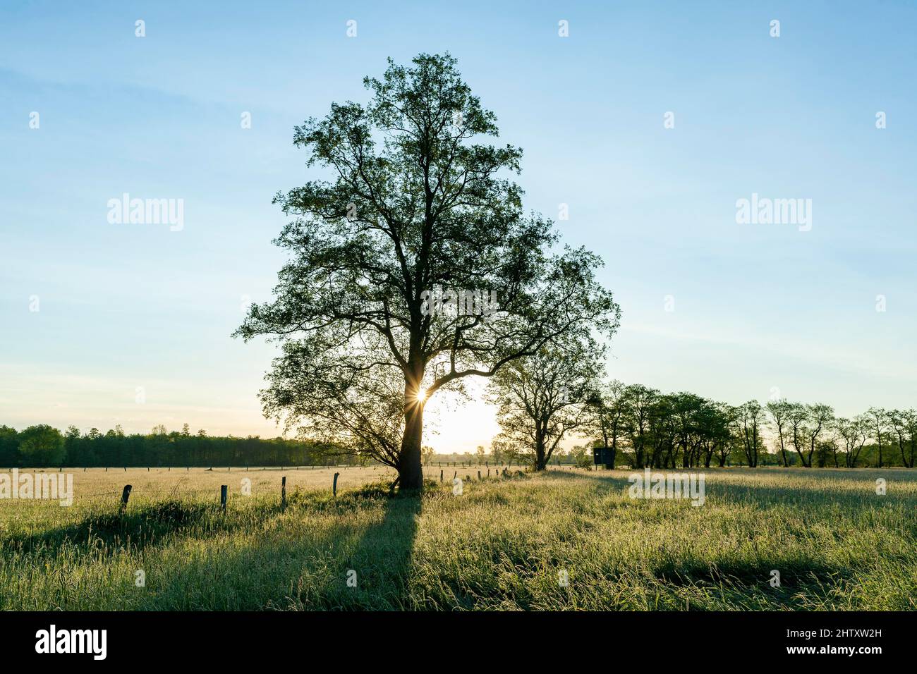 Black alder (Alnus glutinosa) standing in a meadow by a pasture fence ...