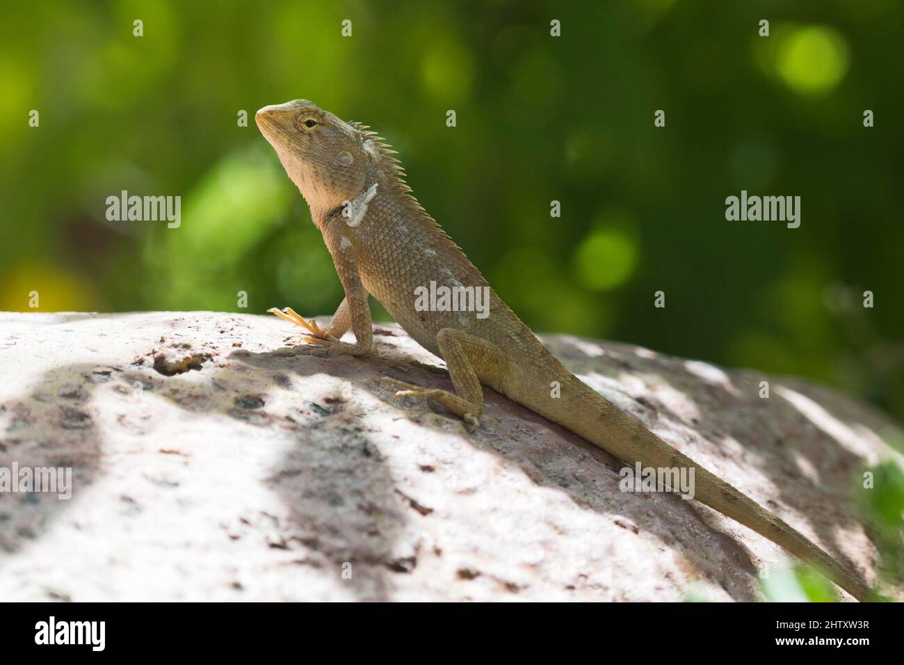 Oriental garden lizard (Calotes versicolor), female, Phan Thiet ...