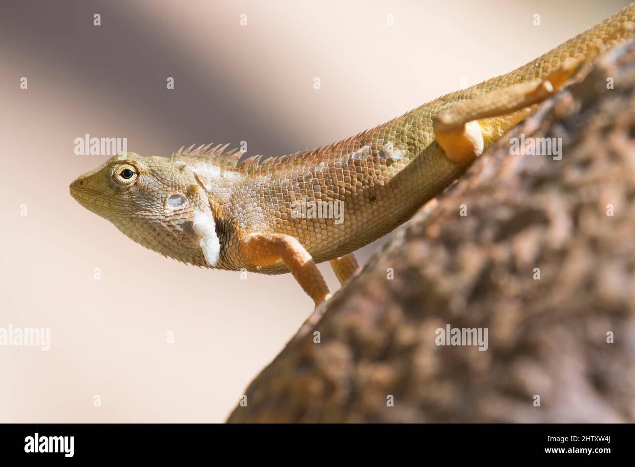 Oriental garden lizard (Calotes versicolor), female, Phan Thiet ...