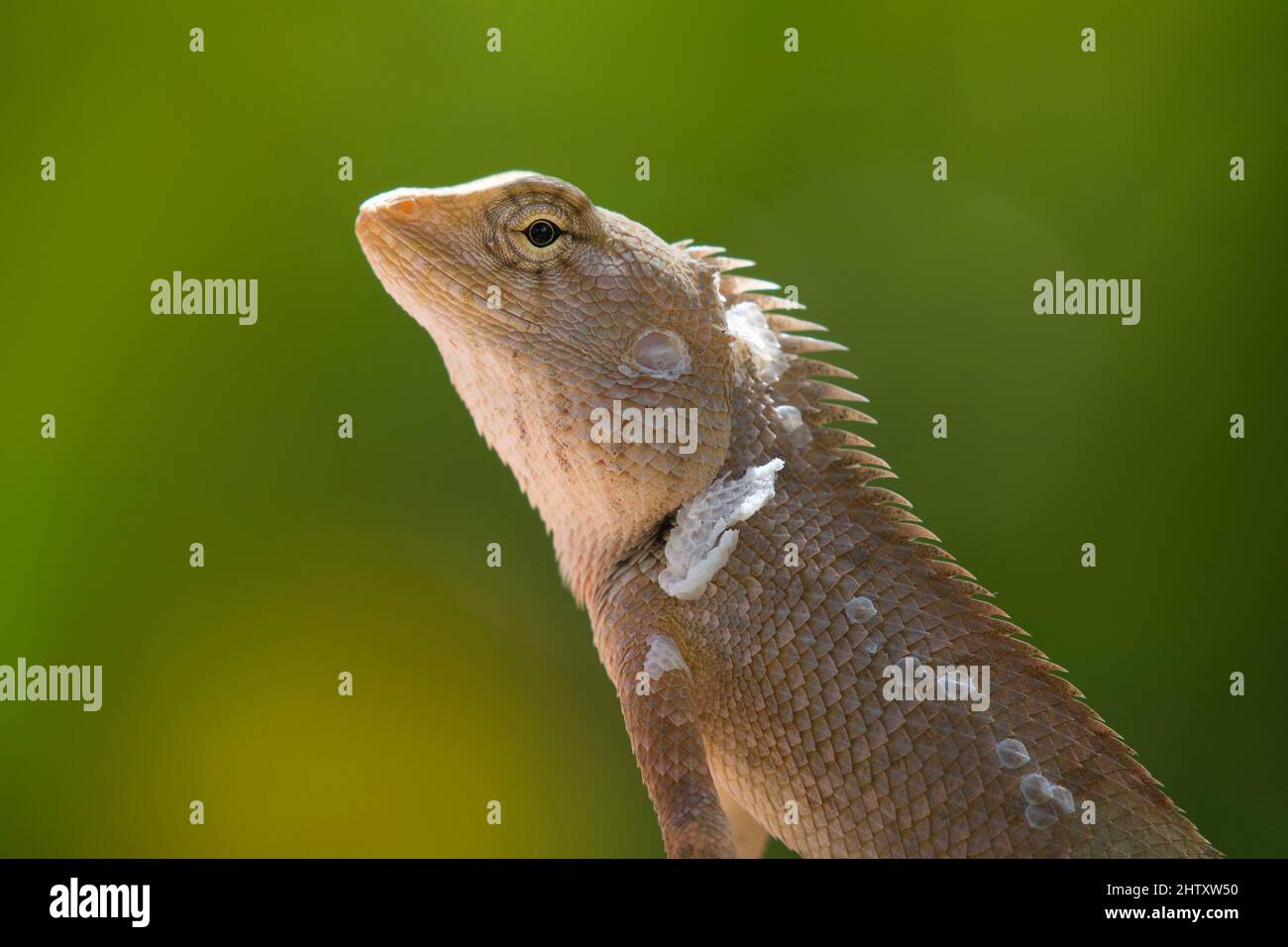 Oriental garden lizard (Calotes versicolor), female, Phan Thiet ...