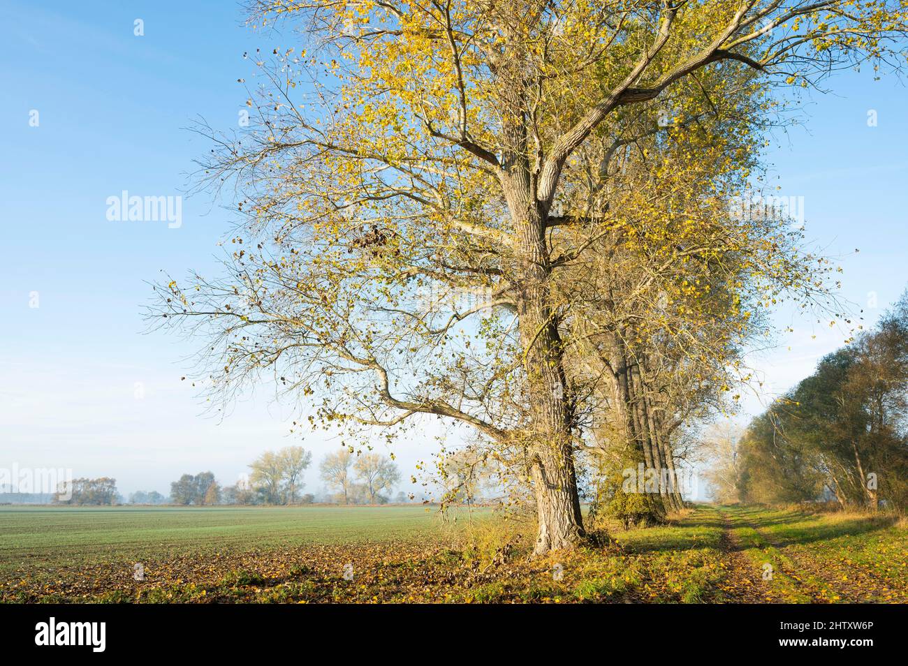 Poplars (Populus) in autumn with yellow discoloured leaves, Thuringia ...