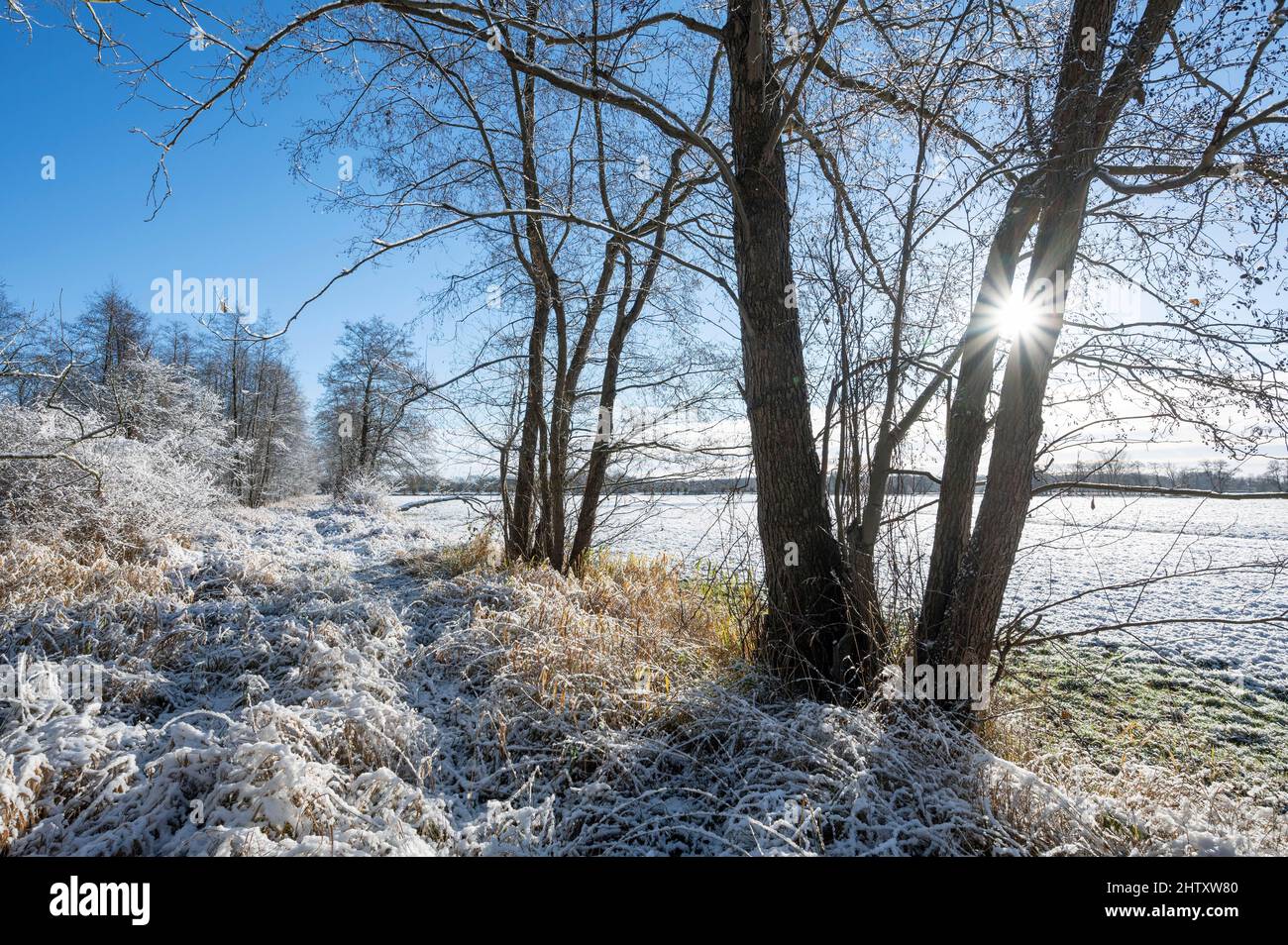 Snow, forest edge in winter, Barnbruch nature reserve, Barnbruchswiesen ...