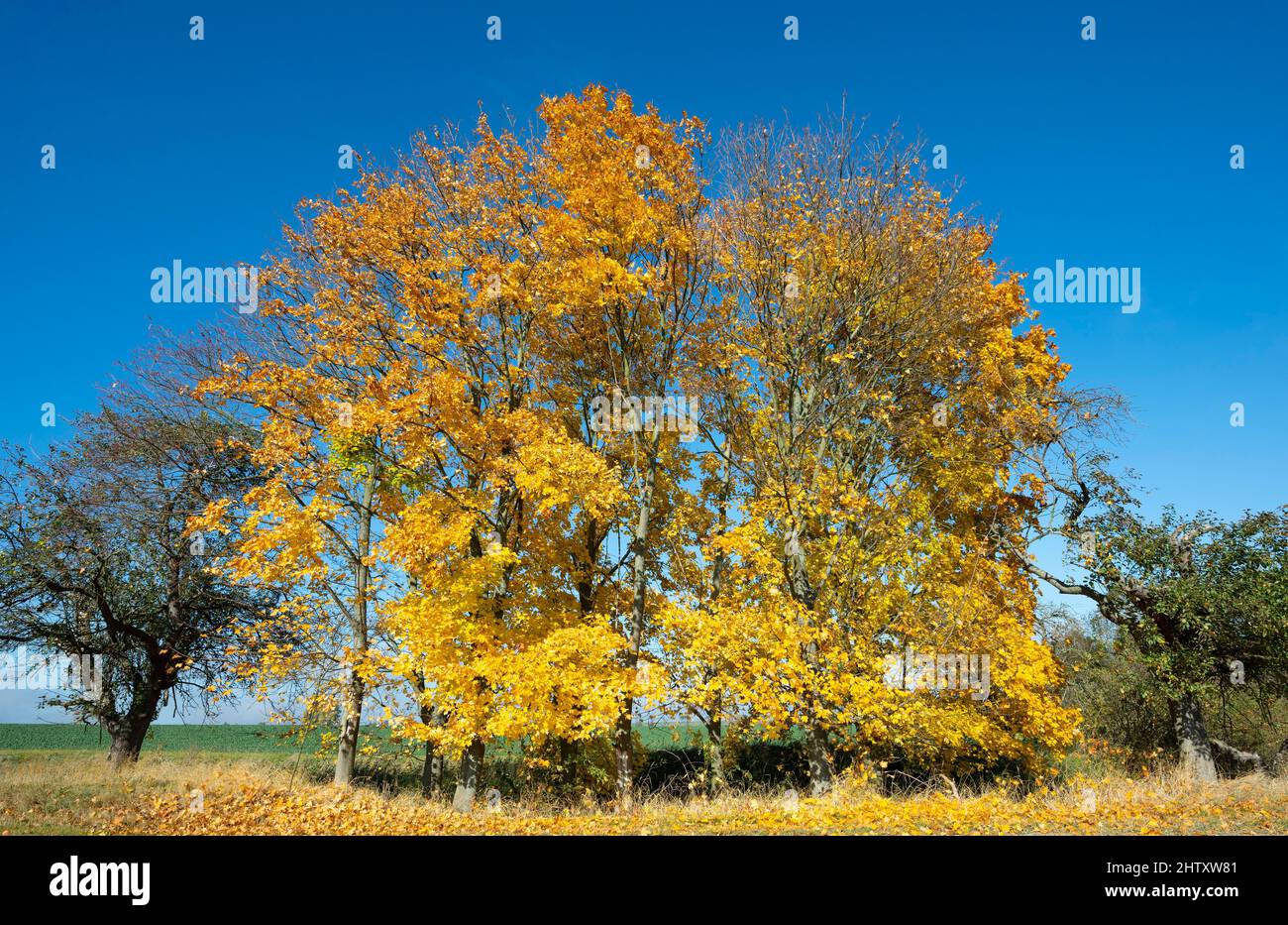 Norway maple (Acer platanoides), group of trees, leaves turning yellow ...