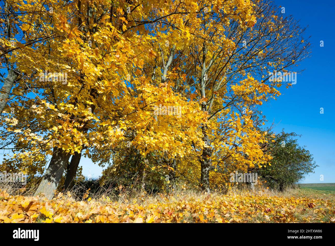 Norway maple (Acer platanoides), group of trees, leaves turning yellow ...