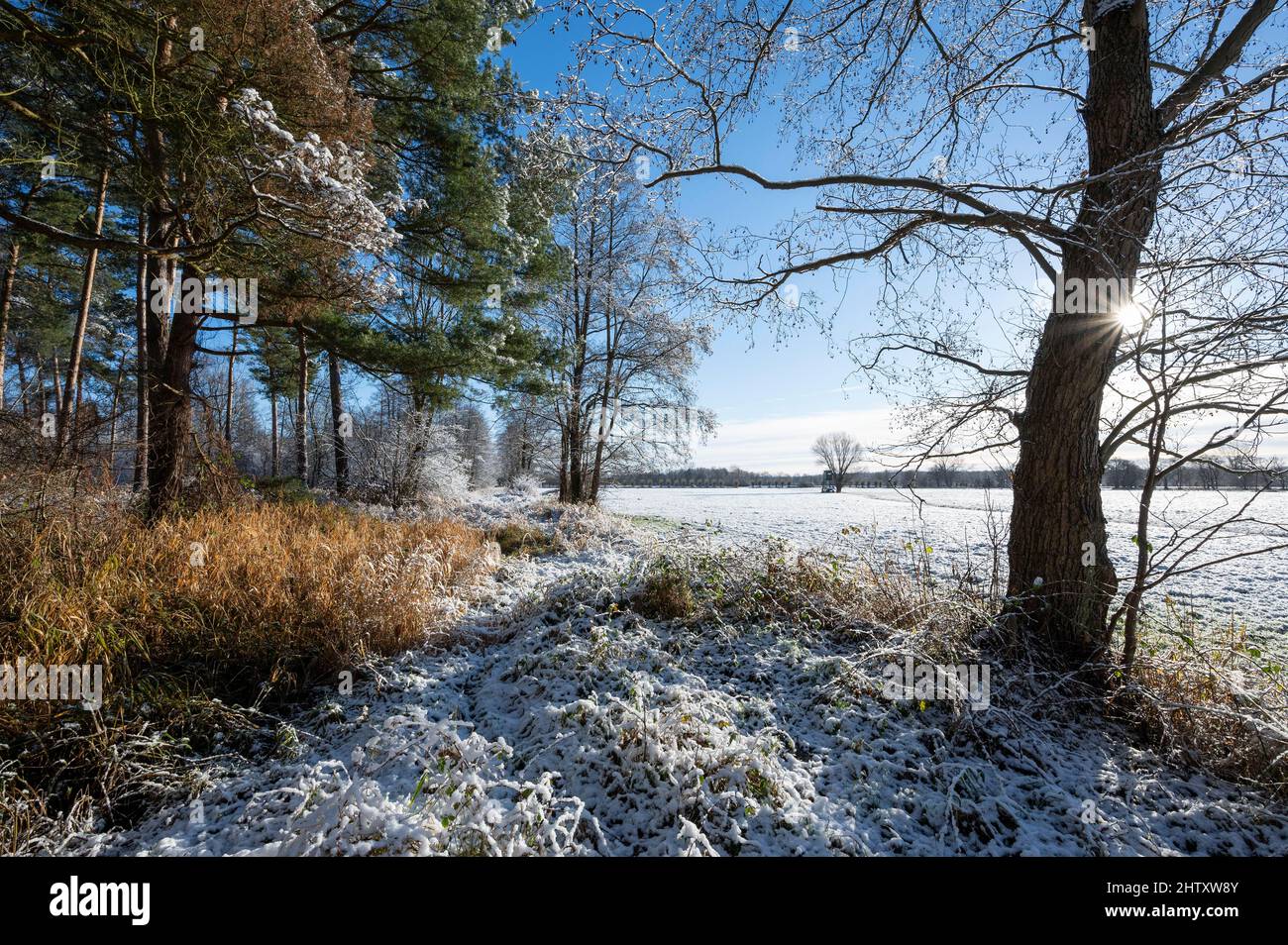 Snow, forest edge in winter, Barnbruch nature reserve, Barnbruchswiesen ...