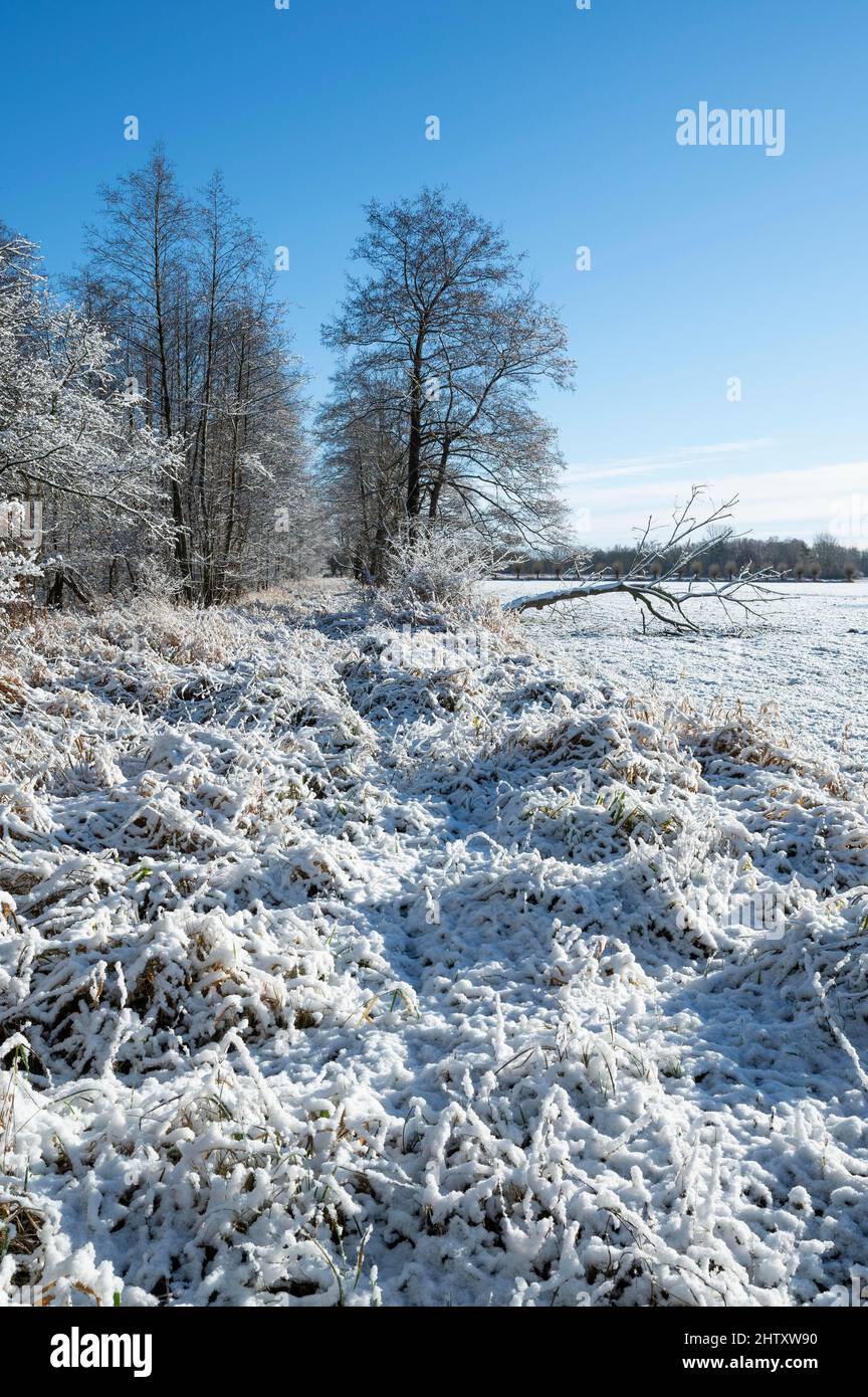 Snow, forest edge in winter, Barnbruch nature reserve, Barnbruchswiesen ...