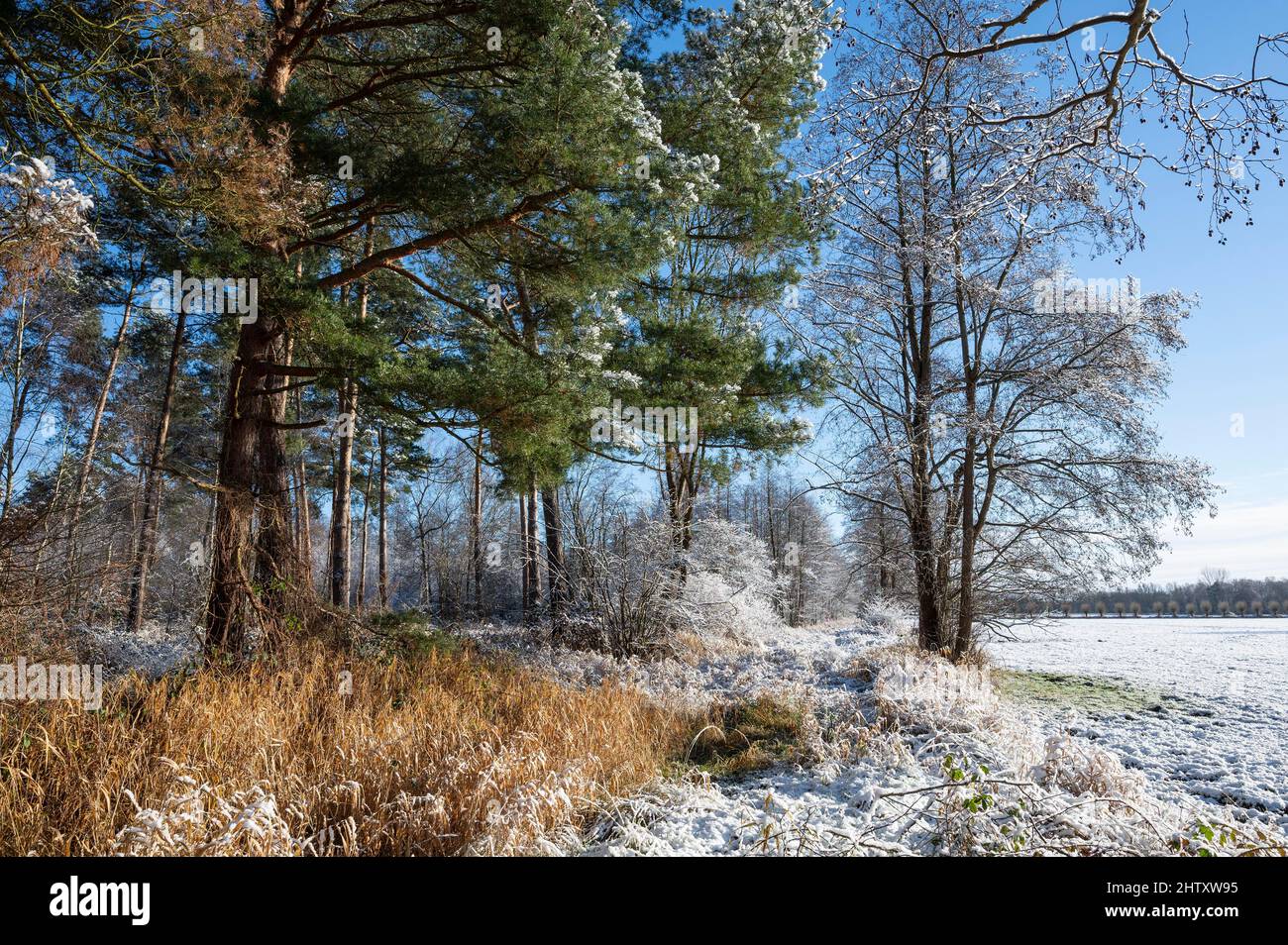 Snow, forest edge in winter, Barnbruch nature reserve, Barnbruchswiesen ...