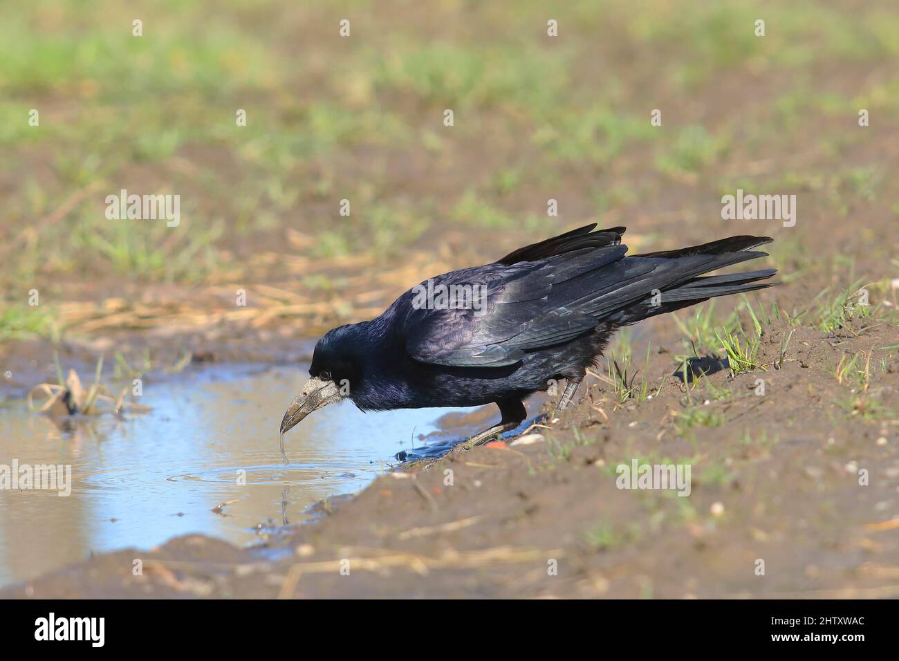 Crow drinking water hi-res stock photography and images - Alamy