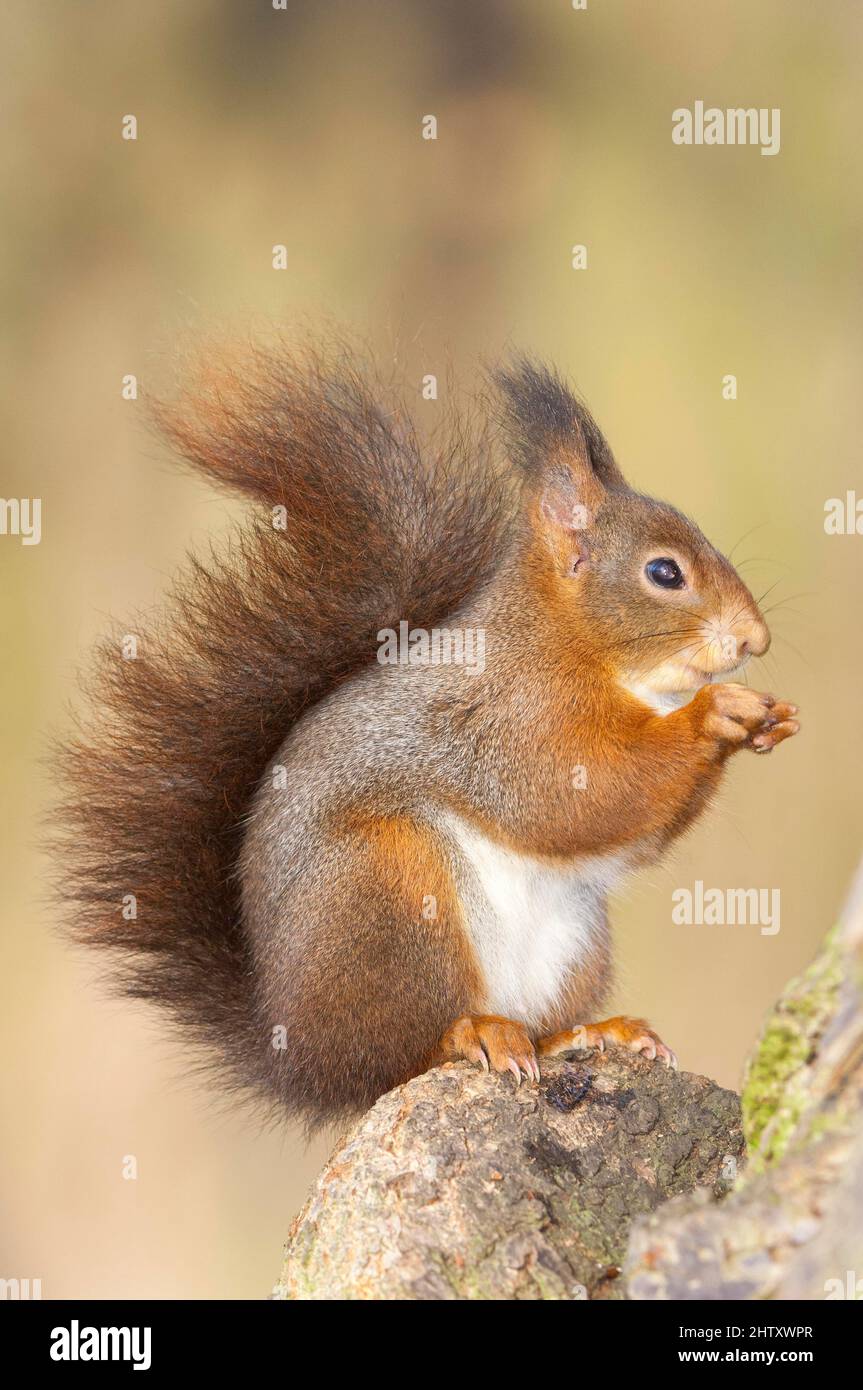 Eurasian red squirrel (Sciurus vulgaris) sitting on a tree trunk ...