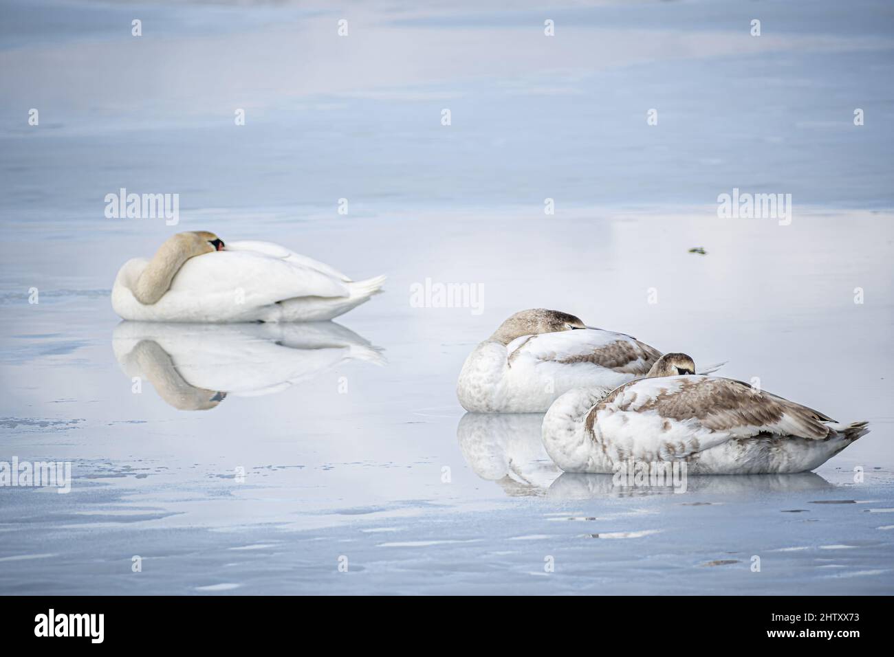 Cute Cygnus Cygnus swan family sleeping on the melding ice in spring ...