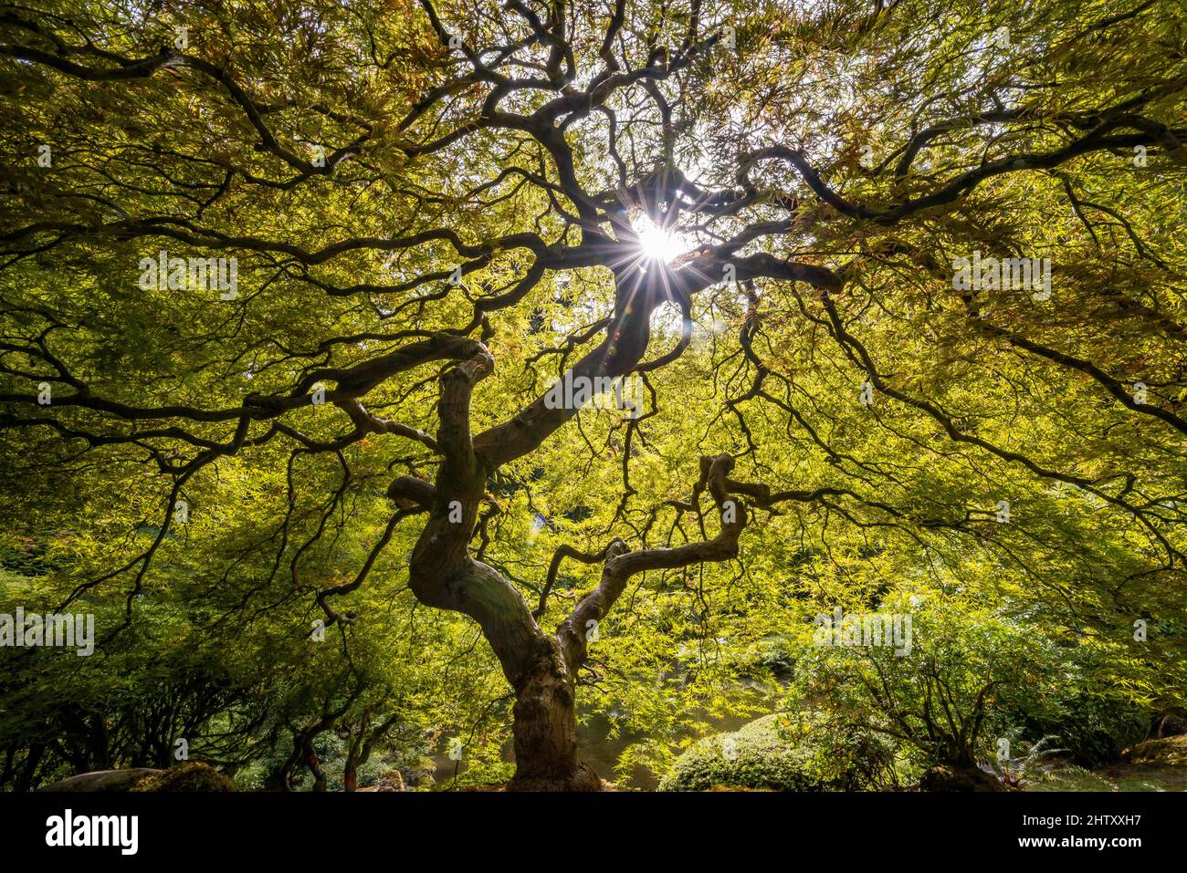 Downy japanese maple (Acer japonicum) with sunstar, Japanese Garden ...