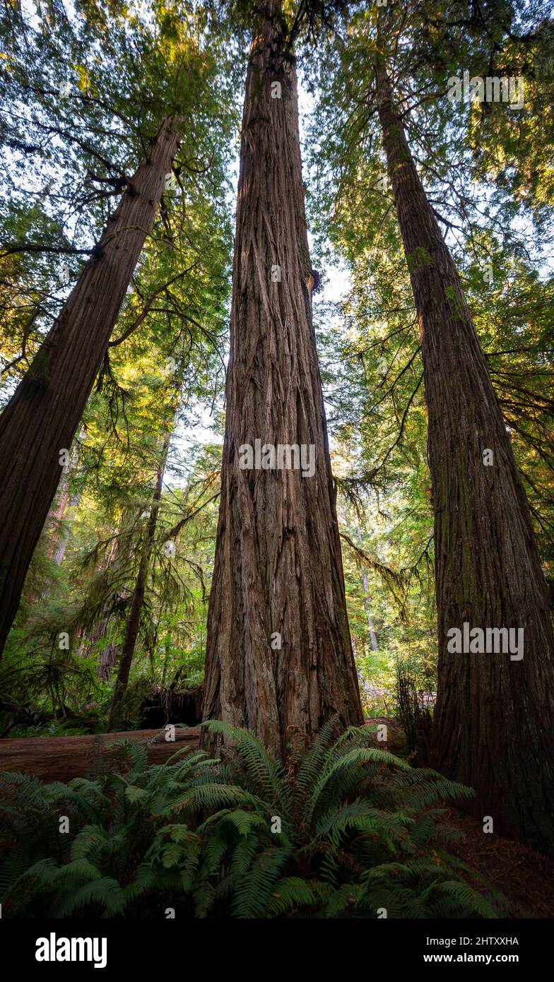 Coast redwoods (Sequoia sempervirens), forest with ferns and dense ...