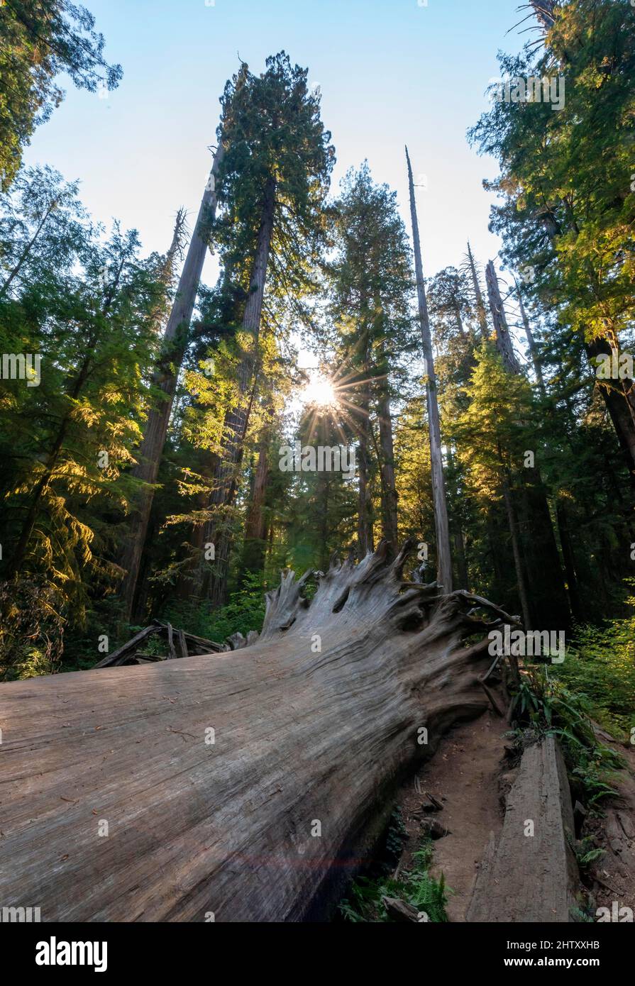 Fallen sequoia (Sequoia sempervirens), coast redwoods, forest with ...