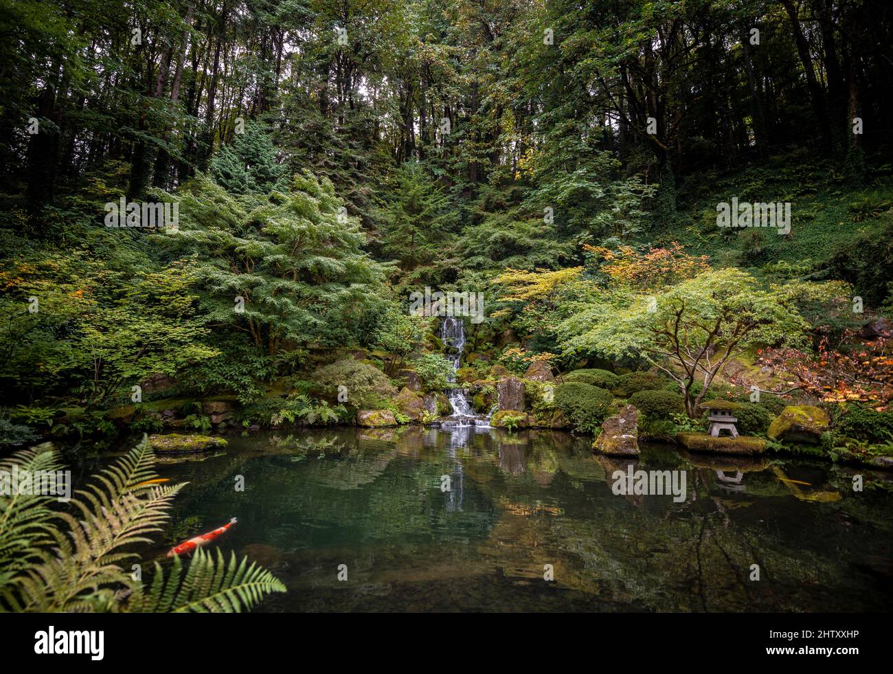 Laid out pond with waterfall in densely overgrown garden, Japanese Garden, Portland, Oregon, USA ...