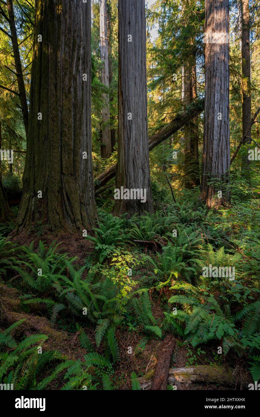 Coast redwoods (Sequoia sempervirens), forest with ferns and dense ...