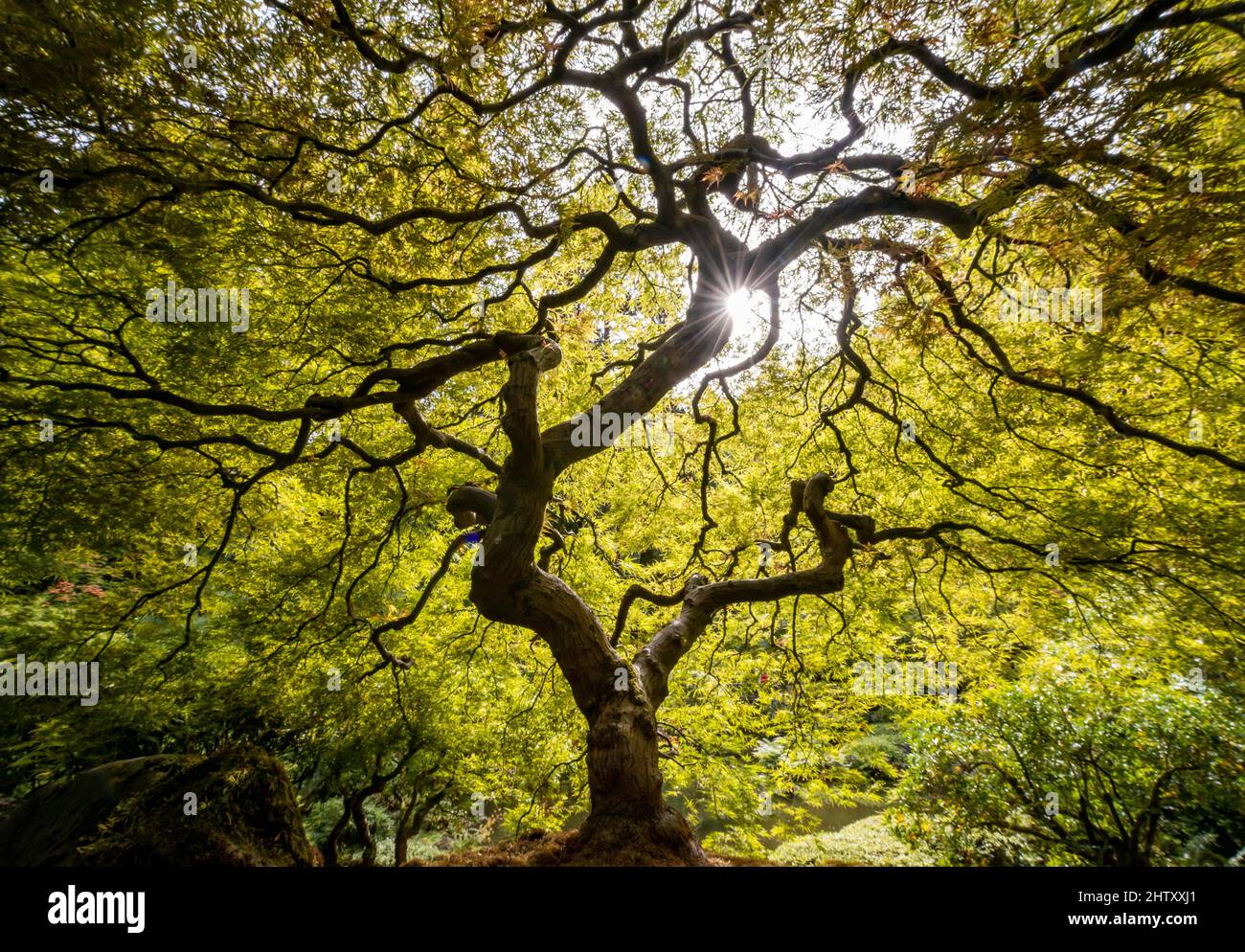 Downy japanese maple (Acer japonicum) with sunstar, Japanese Garden ...