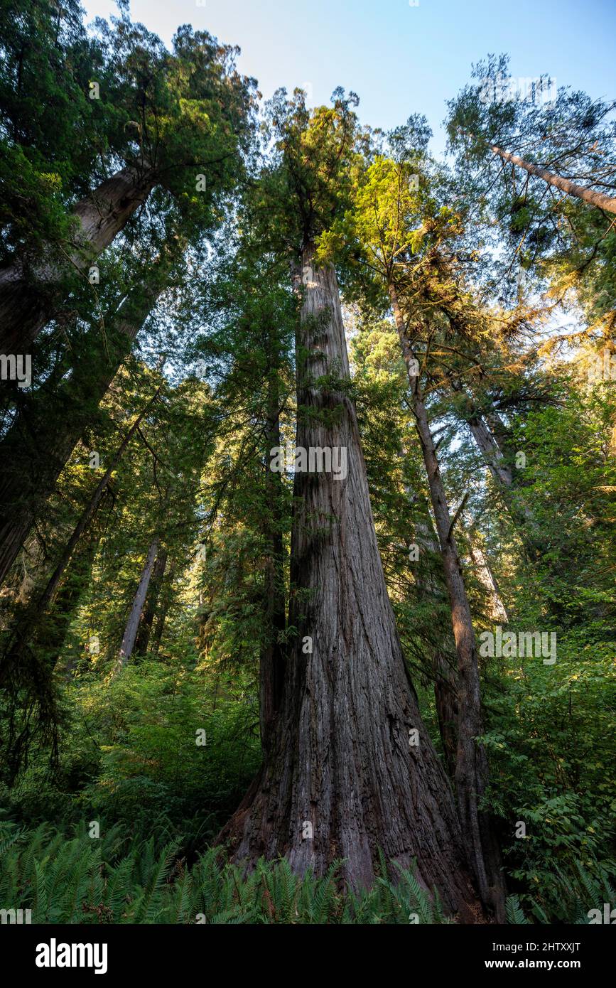 Coastal sequoia trees (Sequoia sempervirens), forest with dense ...