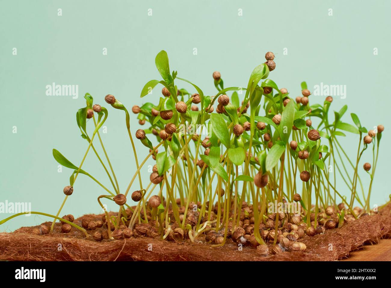 Sprouted micro-green coriander on a jute rug, blue background Stock ...
