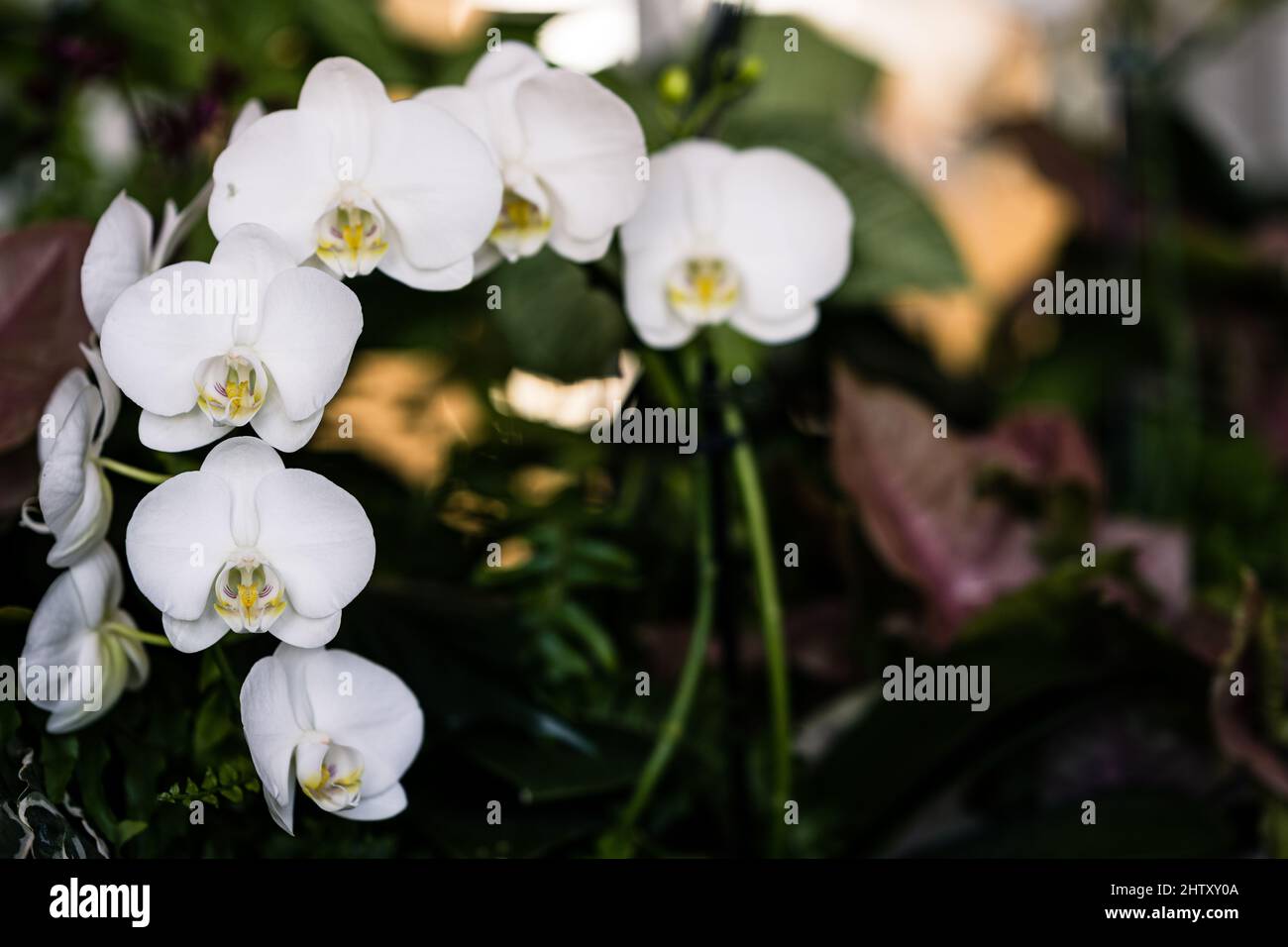 Orchids growing in a garden Stock Photo - Alamy