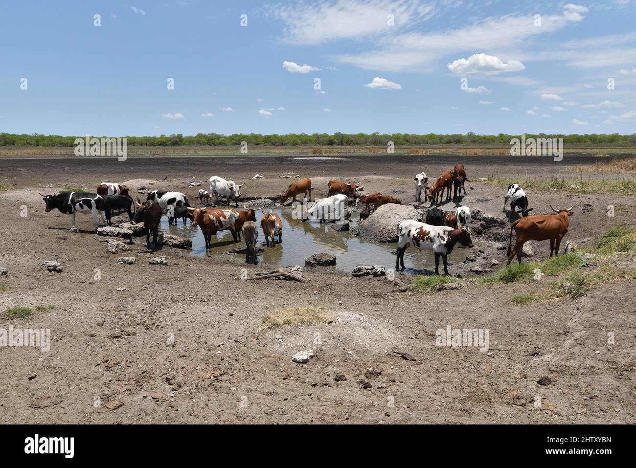 Cattle in waterhole hi-res stock photography and images - Alamy