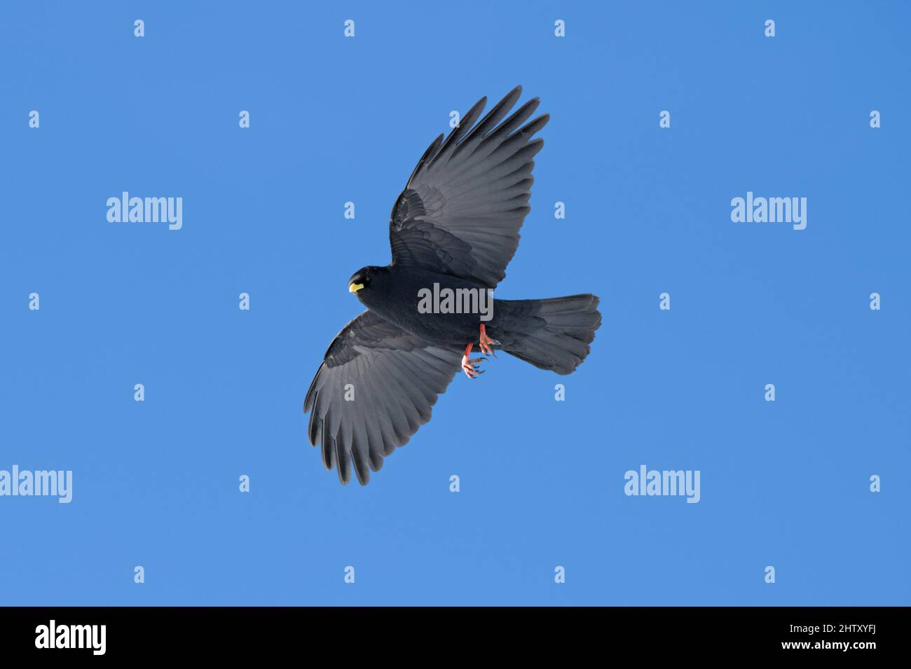 Alpine chough (Pyrrhocorax graculus), in flight, blue sky, Pilatus ...