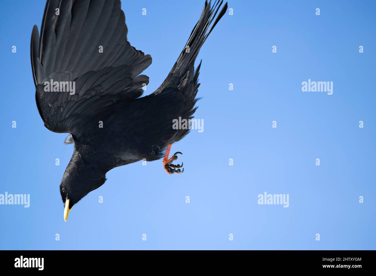 Alpine chough (Pyrrhocorax graculus), in flight, blue sky, Pilatus ...