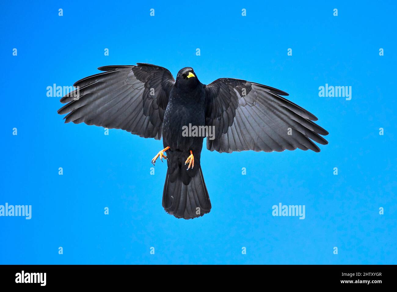 Alpine chough (Pyrrhocorax graculus), in flight, blue sky, Pilatus ...