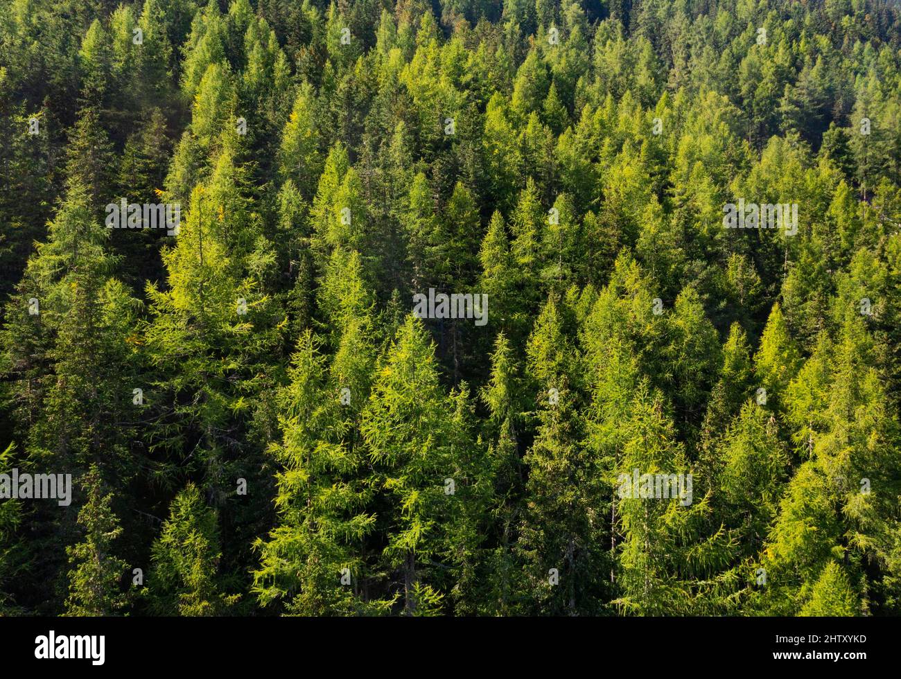 Coniferous forest, larch and spruce forest near Soelden, Oetztal ...