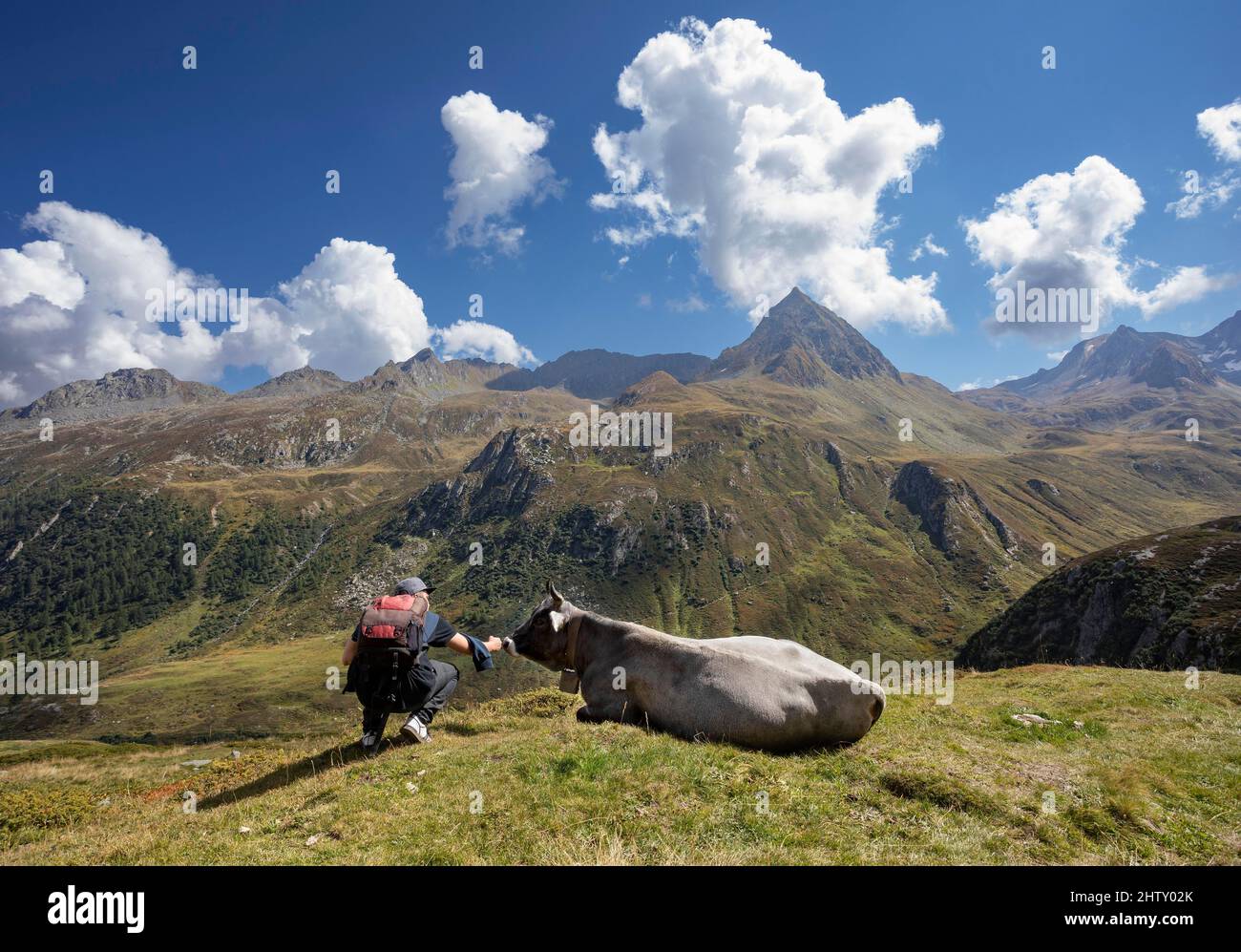 Alpine pasture, hiker with cow on the high mountain pasture in the rear ...