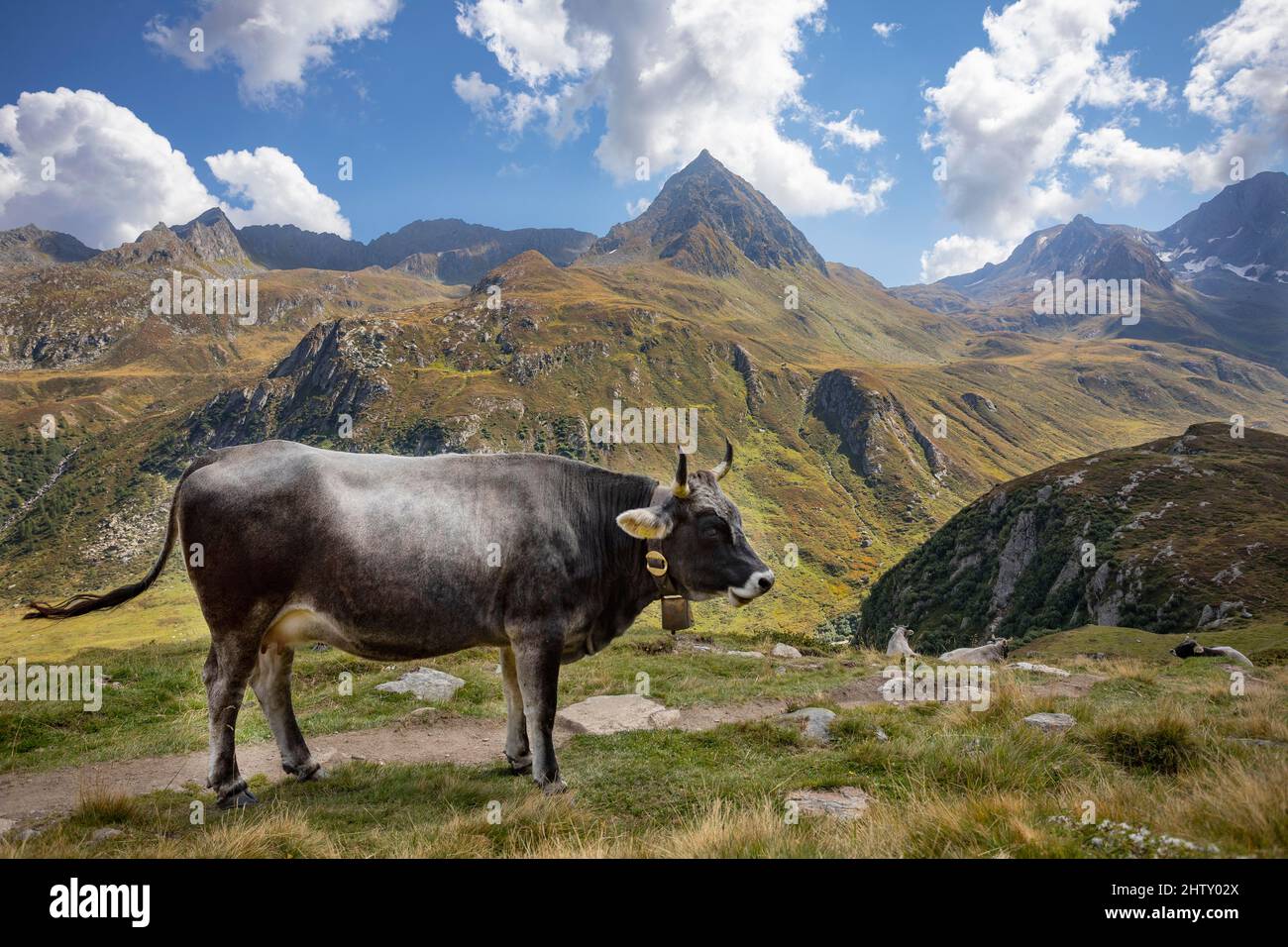 Alpine pasture farming, cows on the high mountain pasture in the rear ...