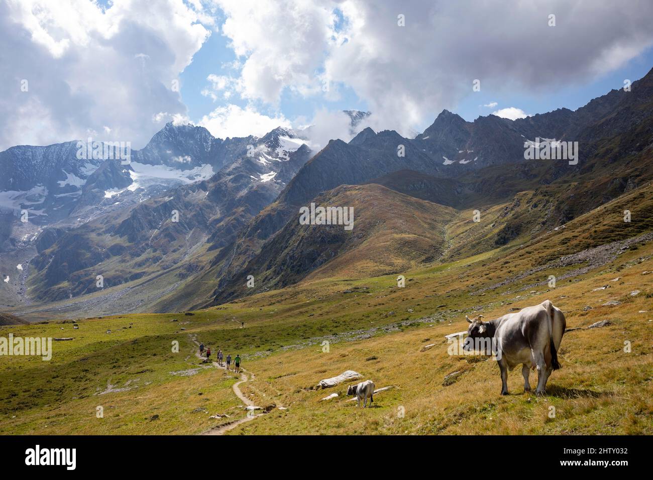 Alpine pasture farming, cows on the high mountain pasture in the rear ...