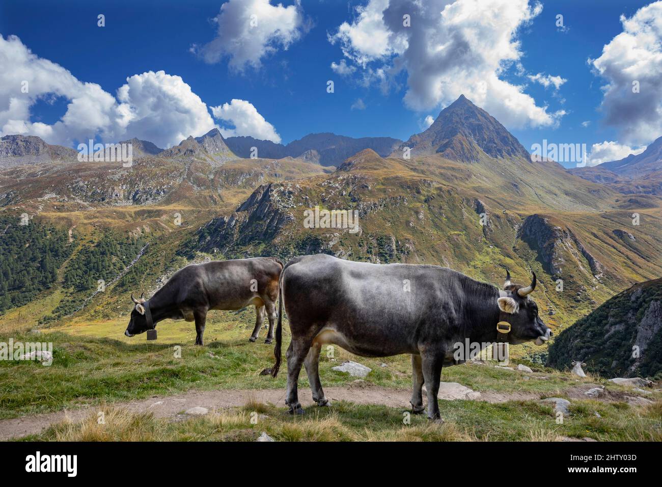 Alpine pasture farming, cows on the high mountain pasture in the rear ...