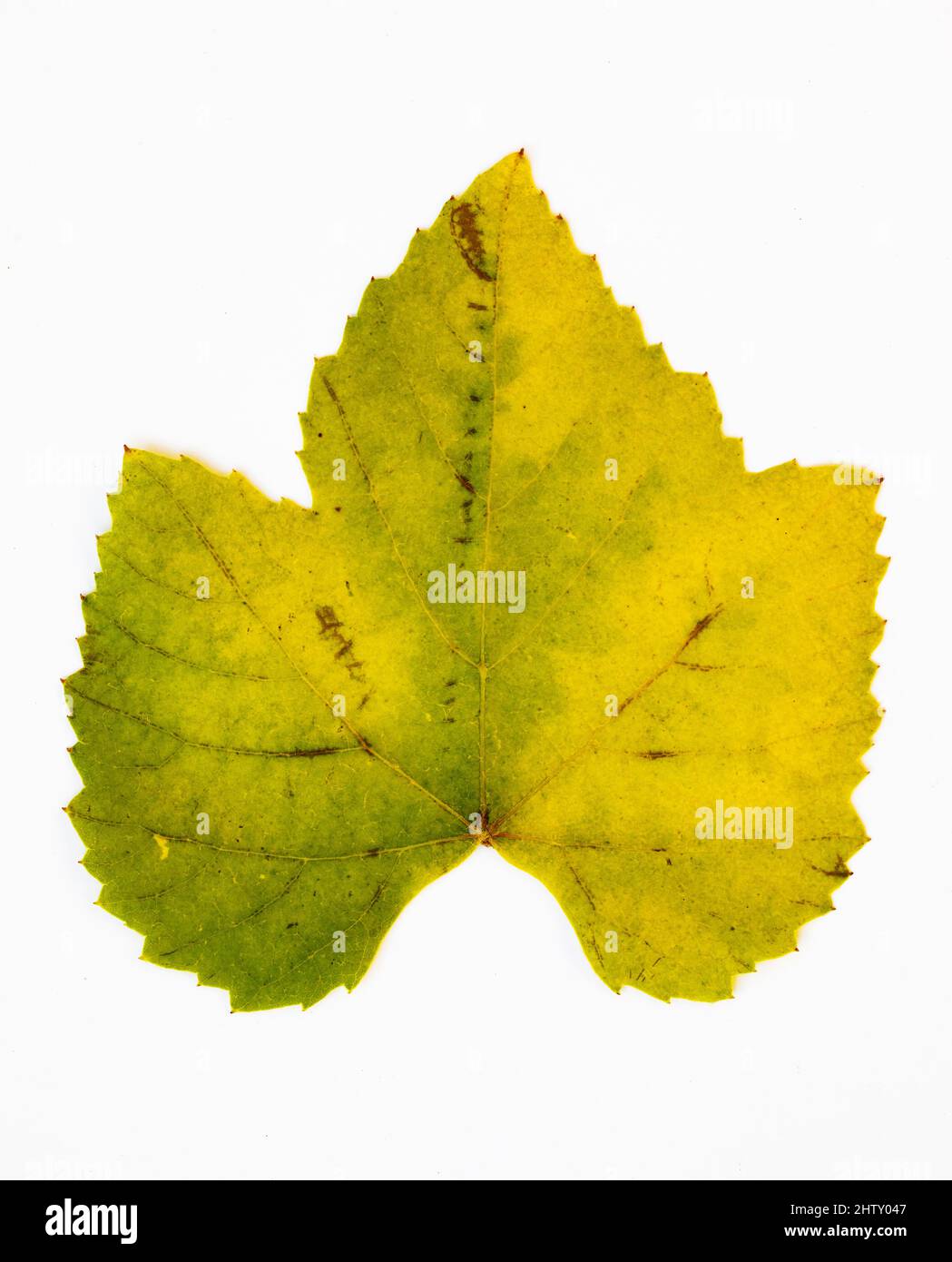Autumn coloured vine leaf, vinifera, white background, studio shot ...