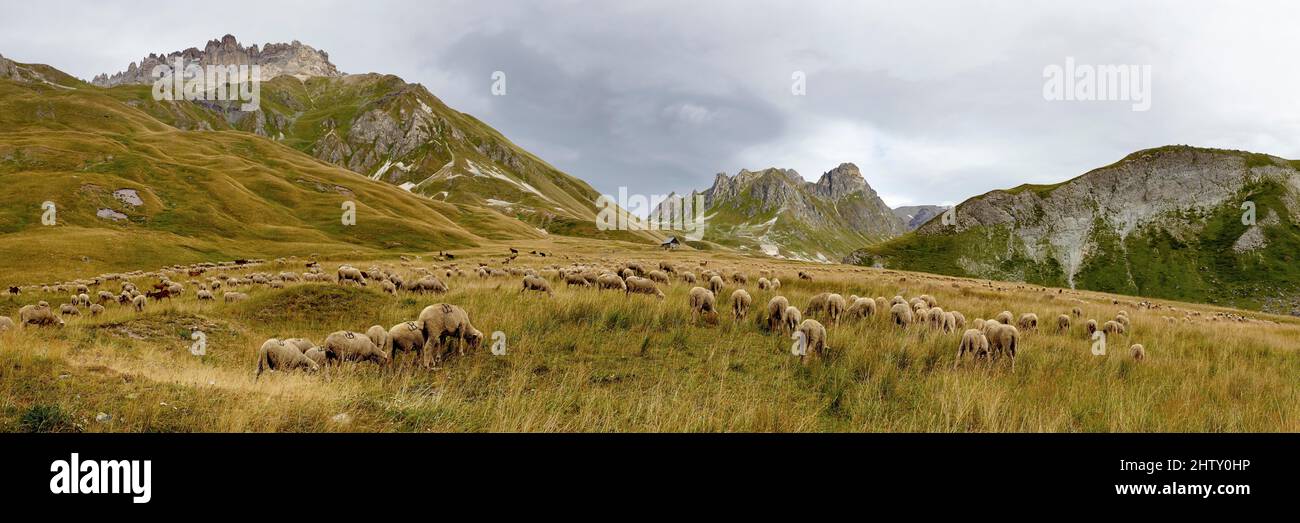 Savoie animals hi-res stock photography and images - Alamy