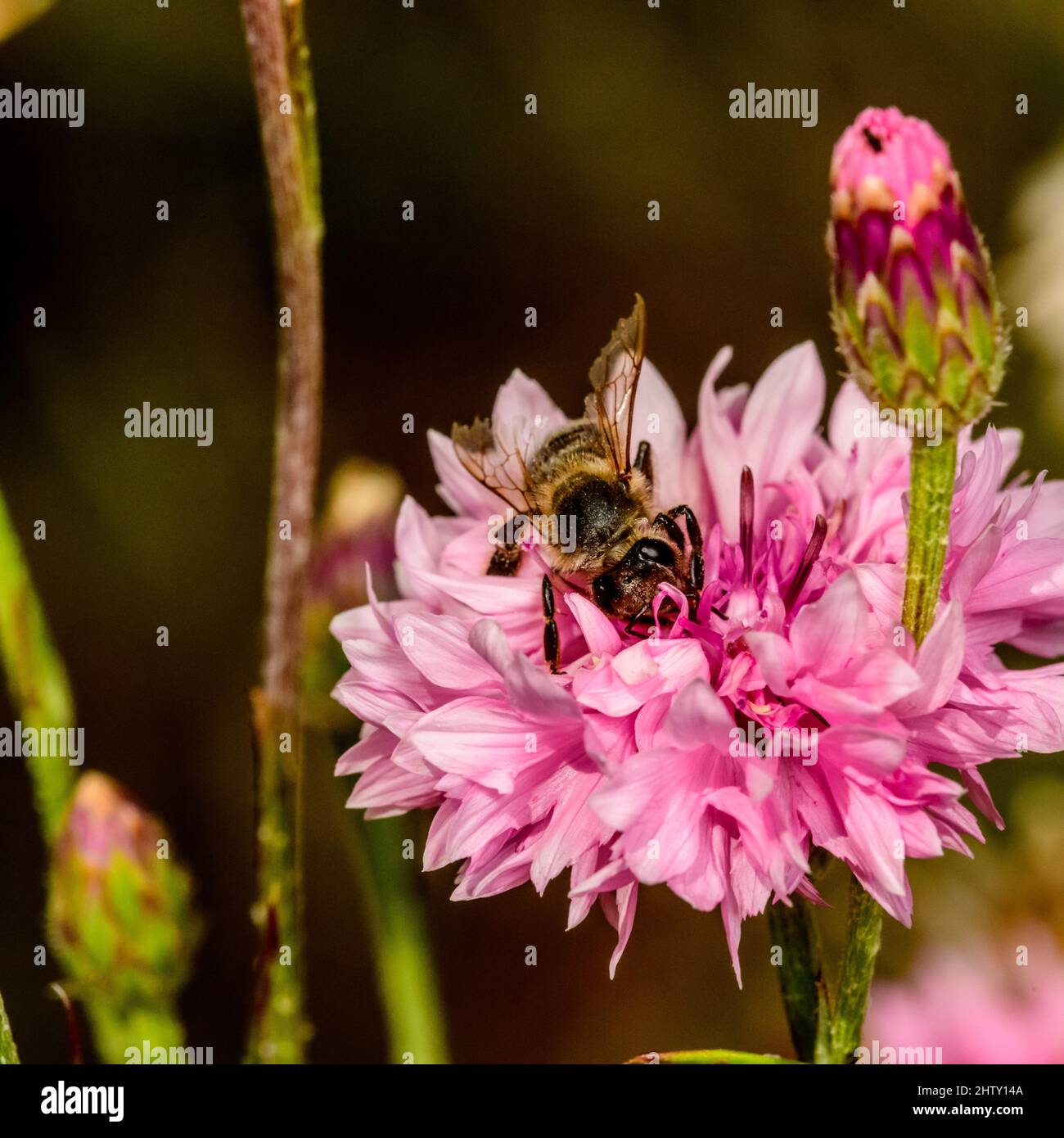 Bees and other insects essential for plant pollination are at risk from ...