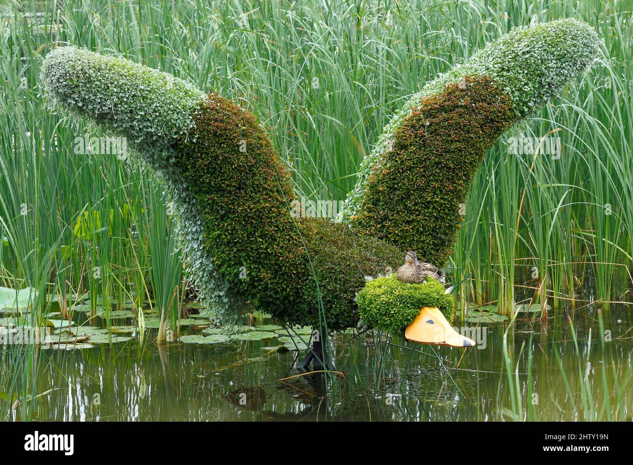 Duck plant sculpture botanical hi-res stock photography and images - Alamy
