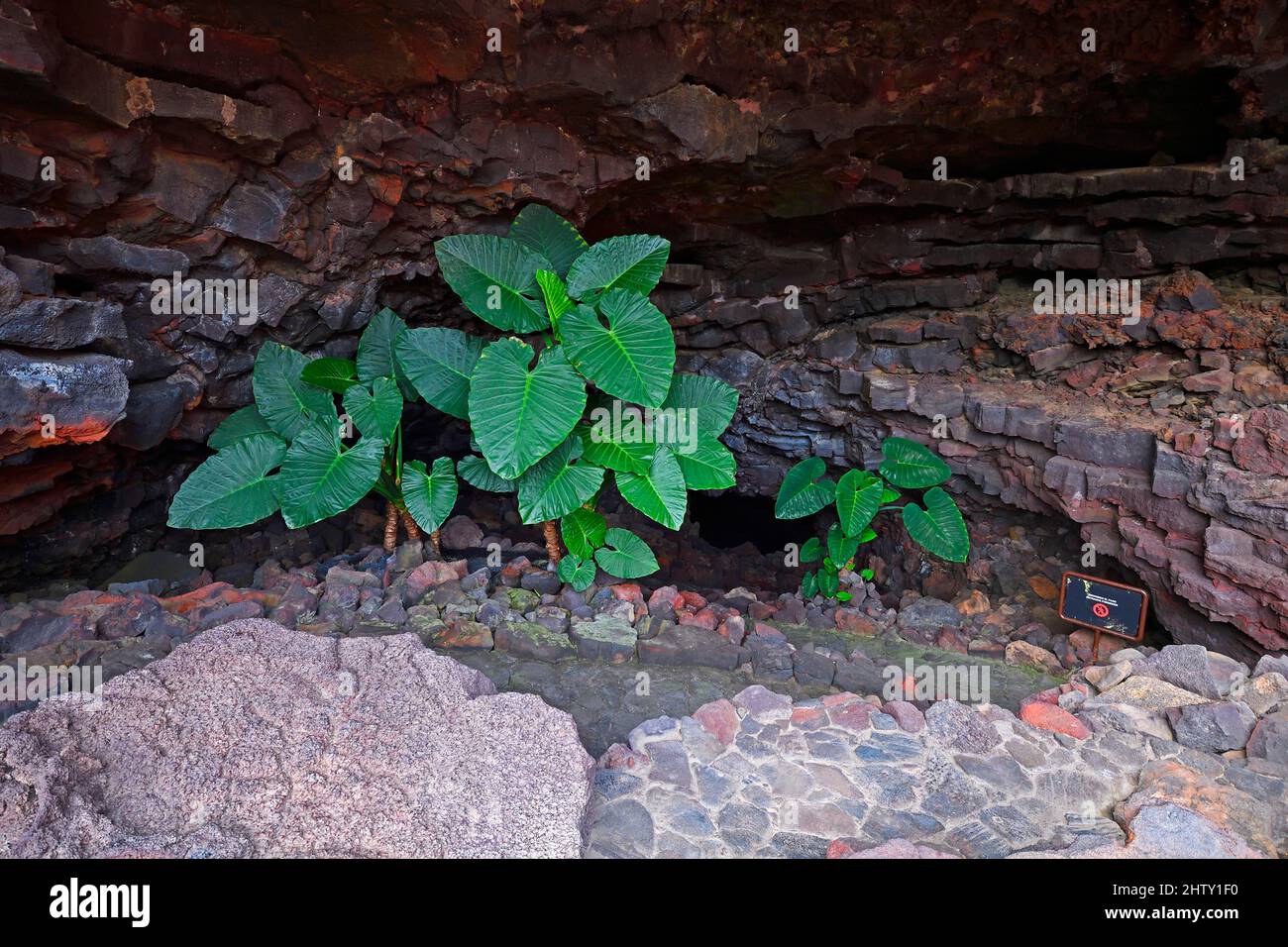 Exit of Cueva de los Verdes, cave in lava rock, Lanzarote, Canary ...