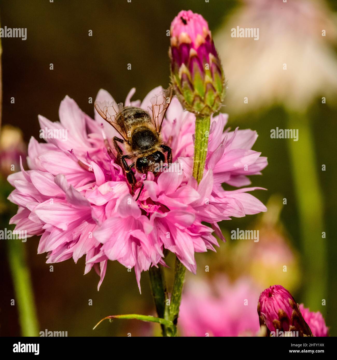 Bees and other insects essential for plant pollination are at risk from ...