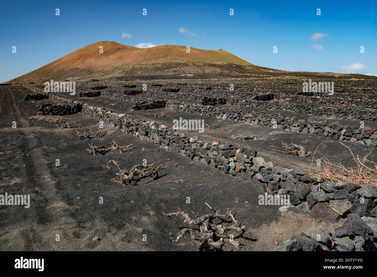 Vines with walls of lava rock, viticulture on volcanic ash in dry ...
