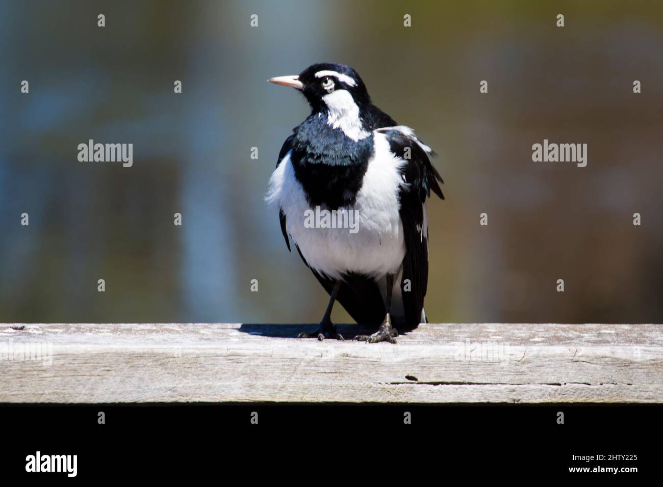 A friendly black and white Magpie-lark (Grallina cyanoleuca) an ...