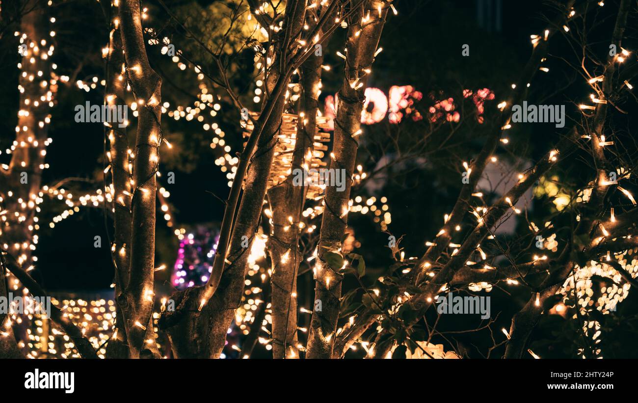 Trees decorated with lights and lanterns for Christmas in Tokyo, Japan ...